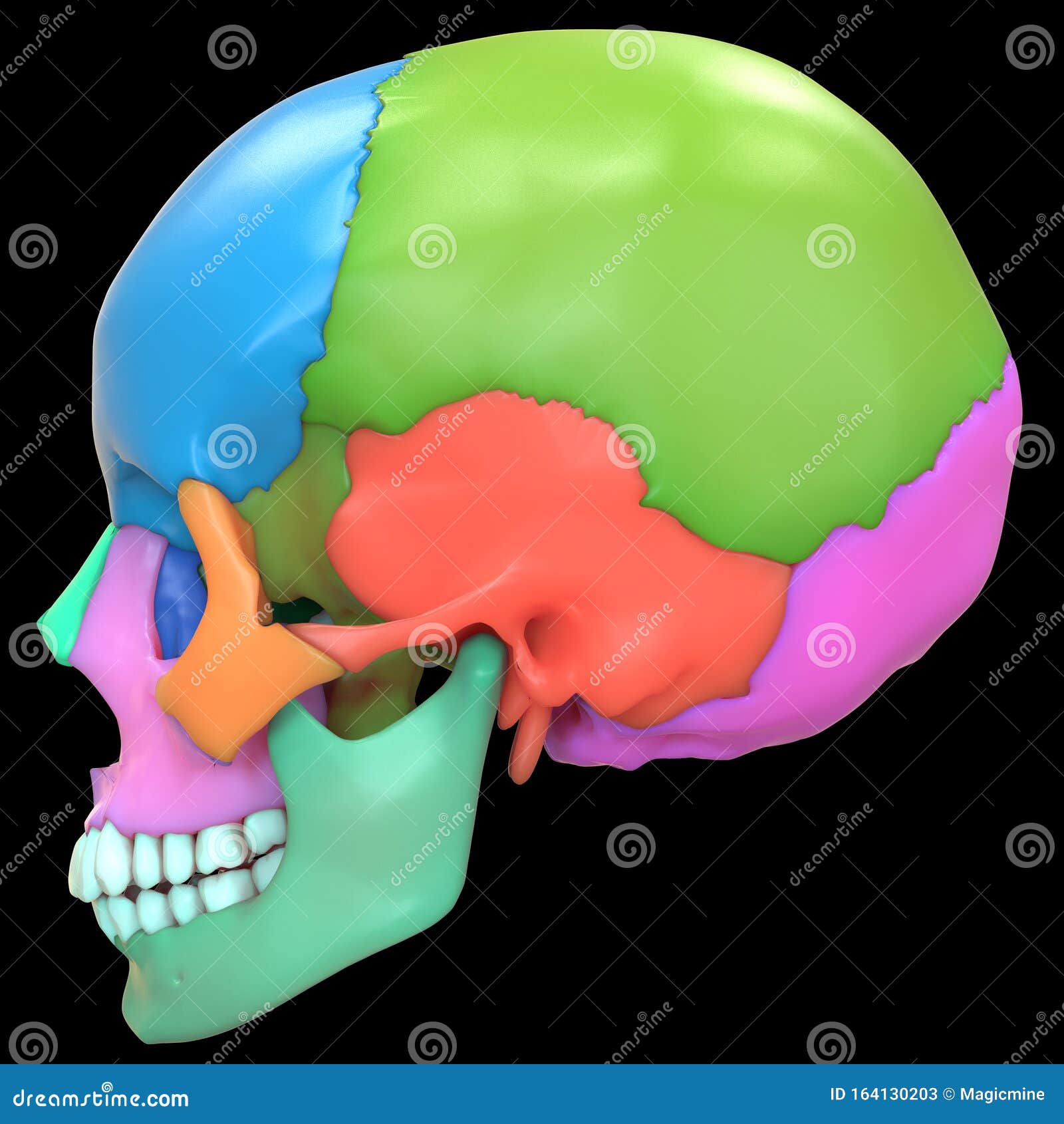 Skull A Part Of Human Skeleton System Anatomy Anterior View With