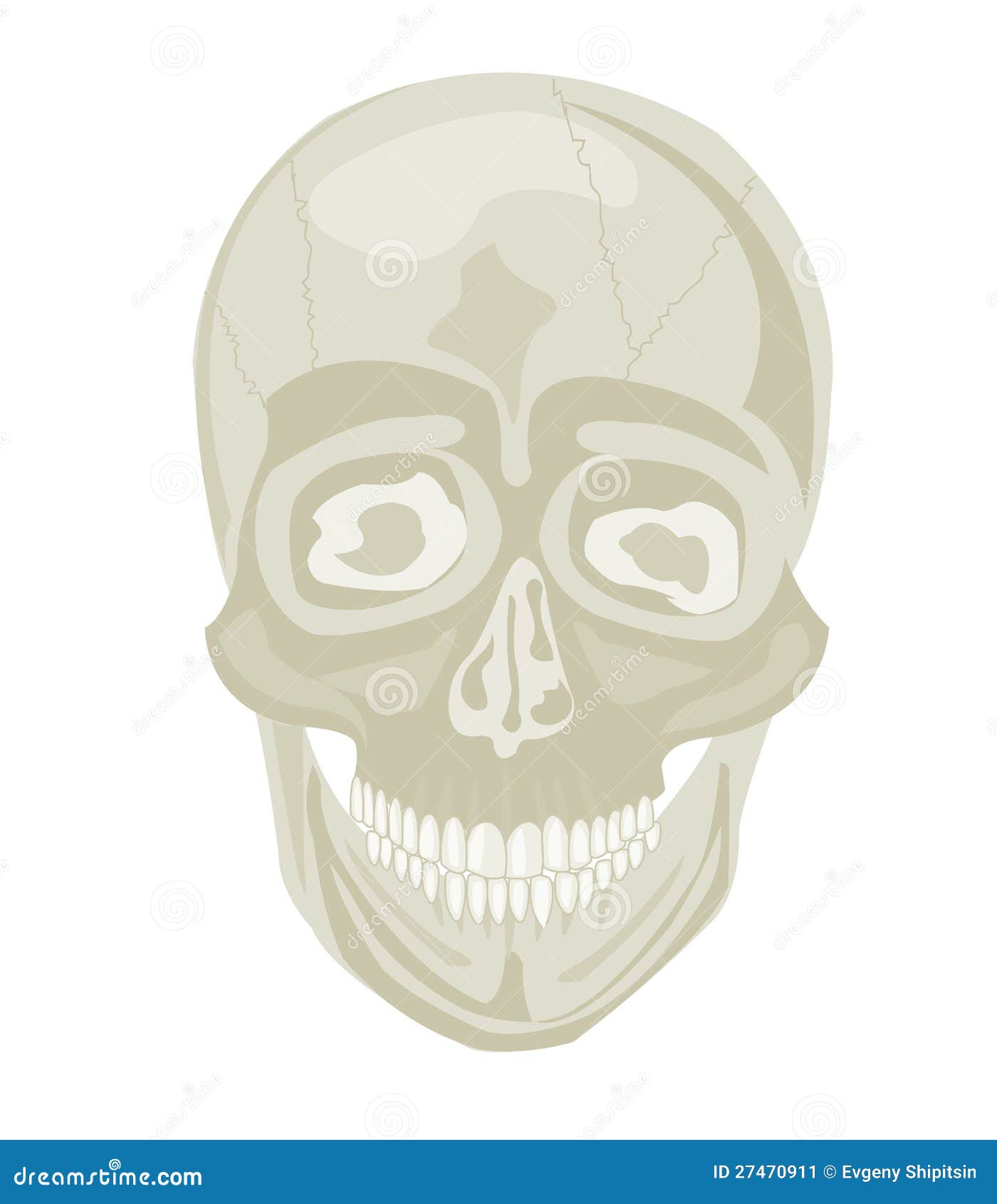 Skull of the person stock illustration. Illustration of skull - 27470911