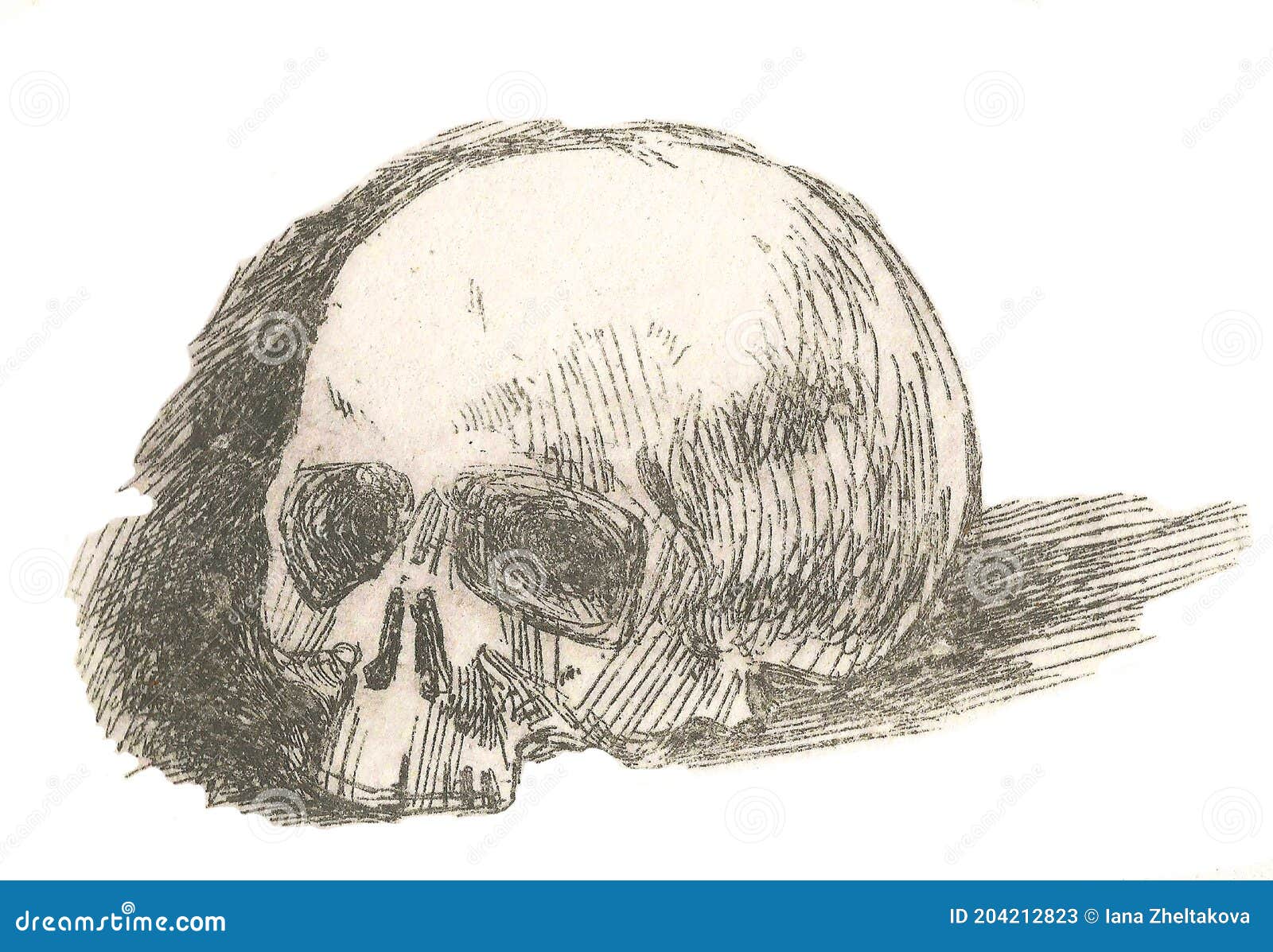 Skull. Skull, the Personification of Death, Miniature Drawing. a ...