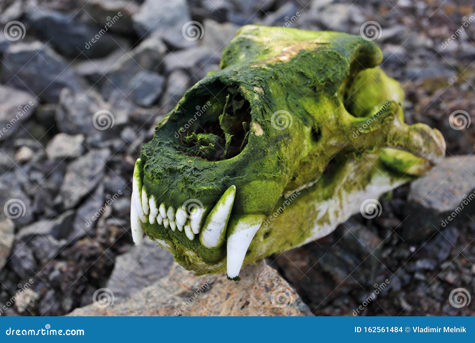 Skull of polar bear stock photo. Image of death, fang - 162561484