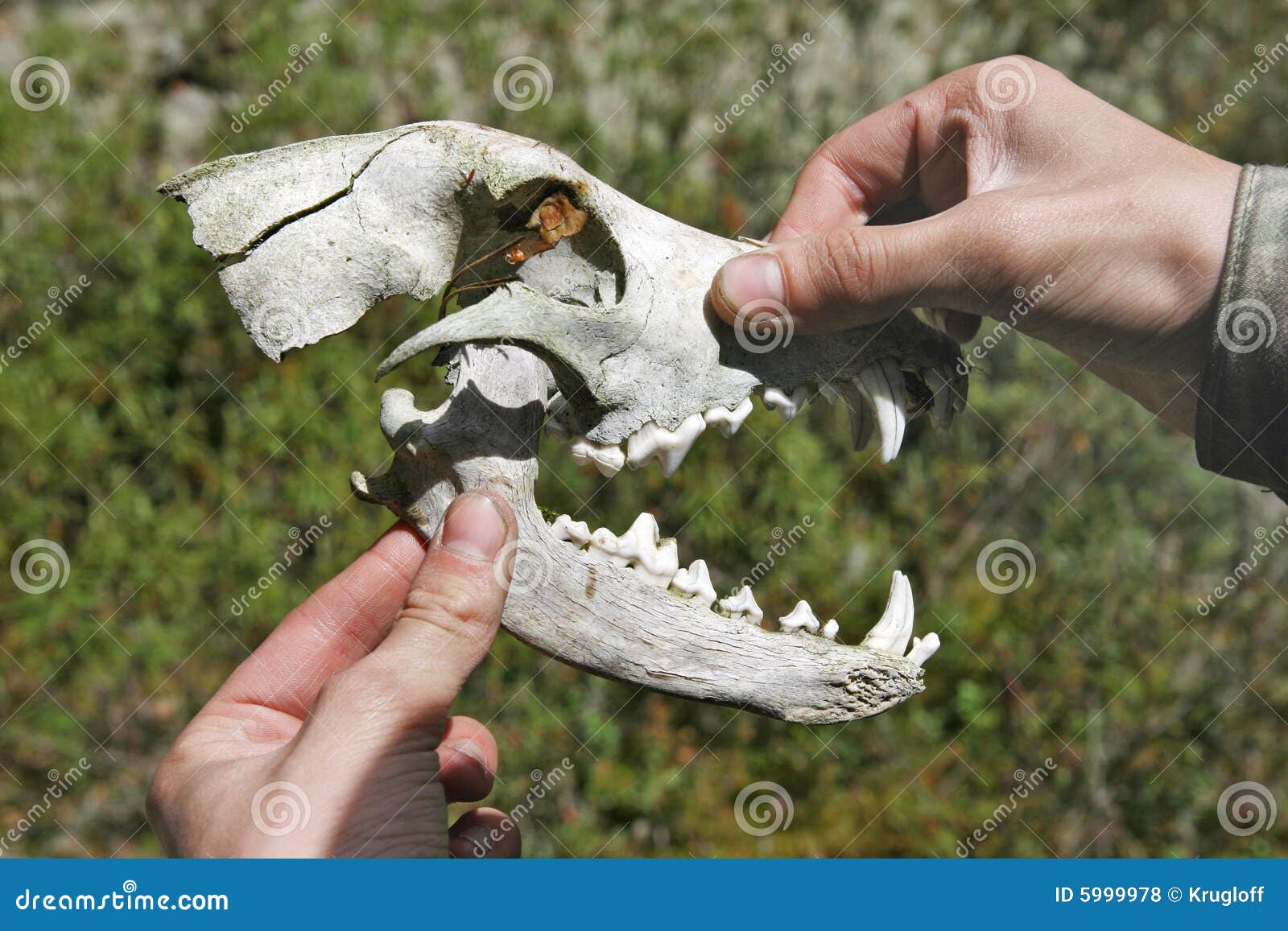 Predator vs prey skull - customershery