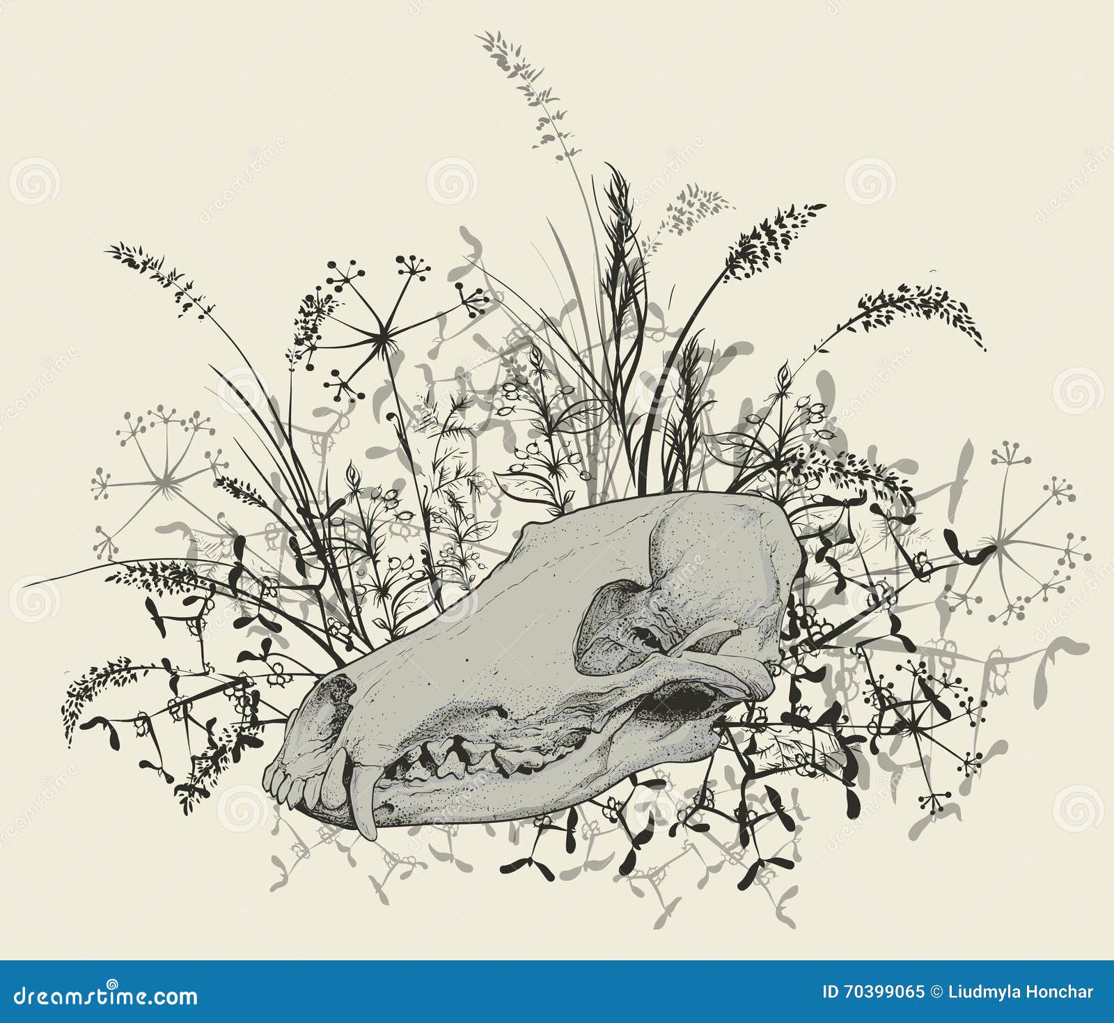 Skull of a predator. stock vector. Illustration of biology - 70399065