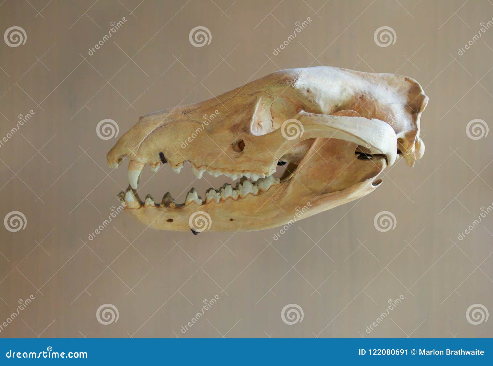A Skull of a Prehistoric Creature Stock Image - Image of sharp ...
