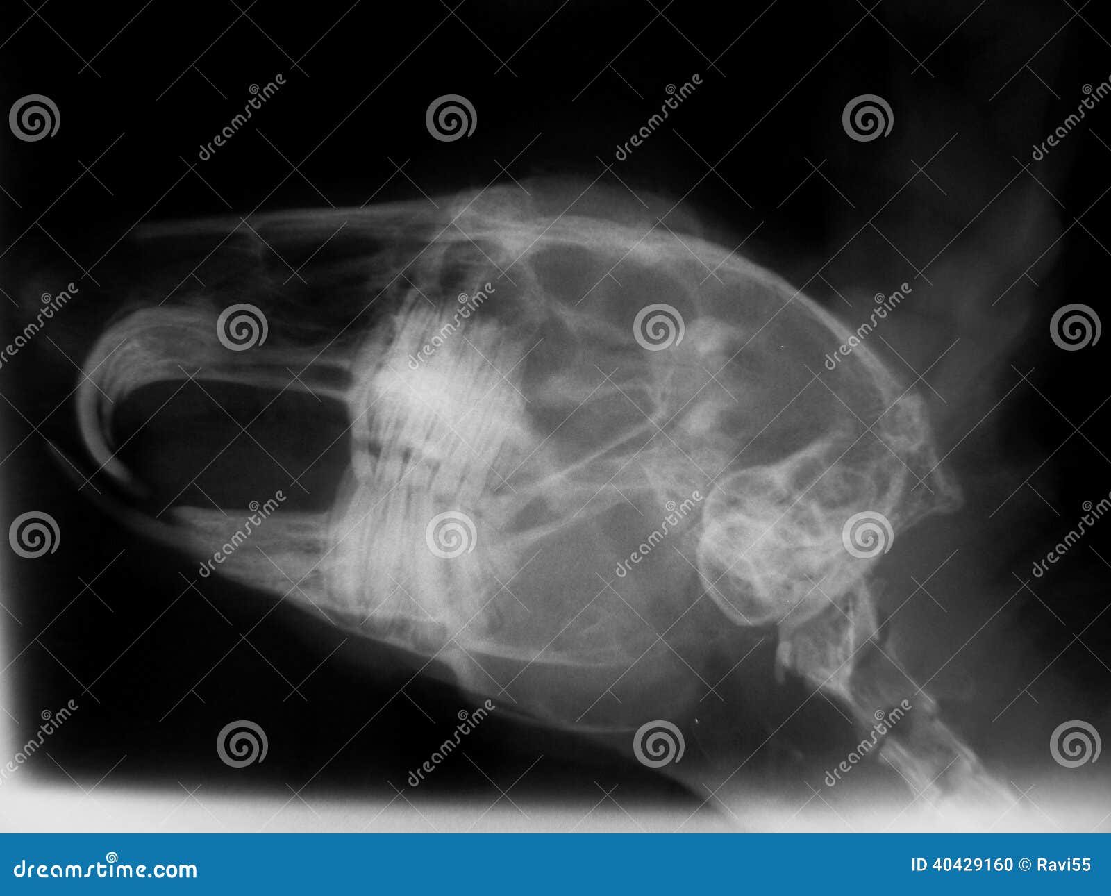Rabbit Skull On Black Background Stock Photography | CartoonDealer.com ...