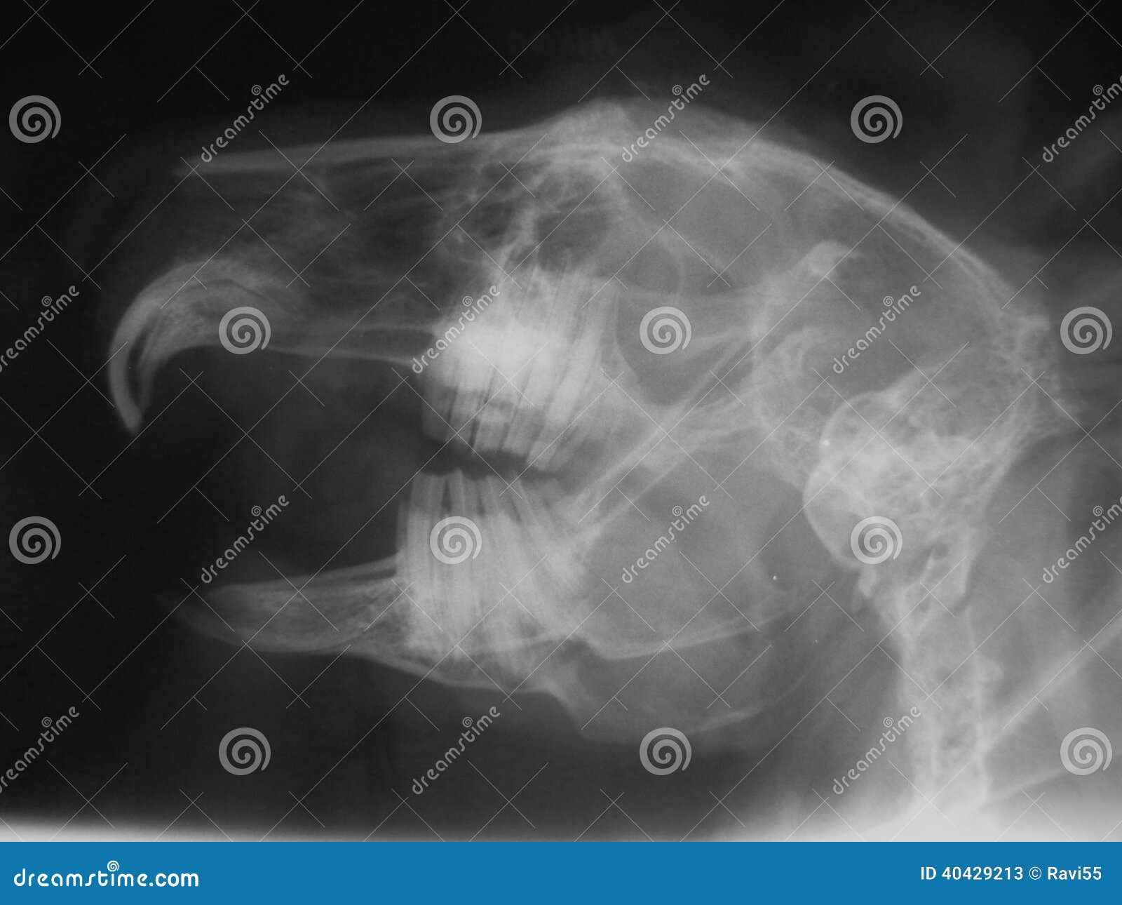 Rabbit Skull On Black Background Stock Photography | CartoonDealer.com ...