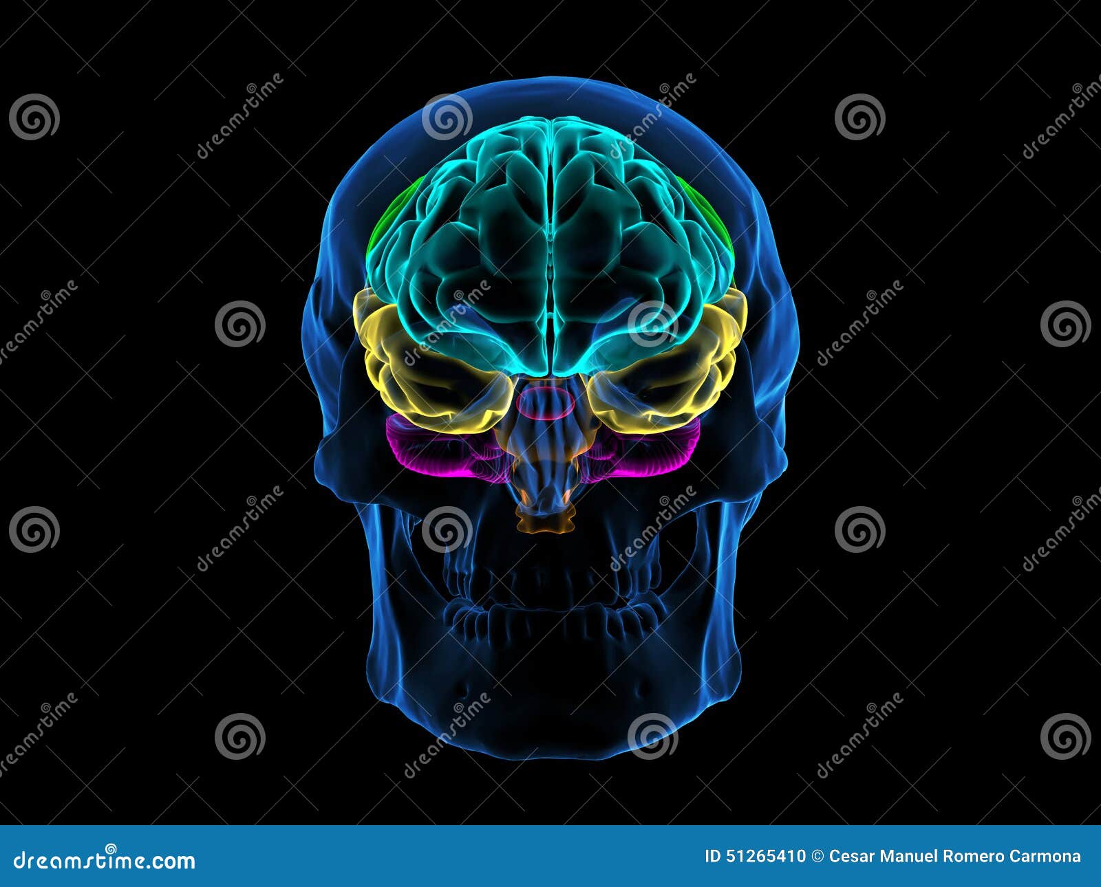 Xray Front And Side Brain Stock Illustration
