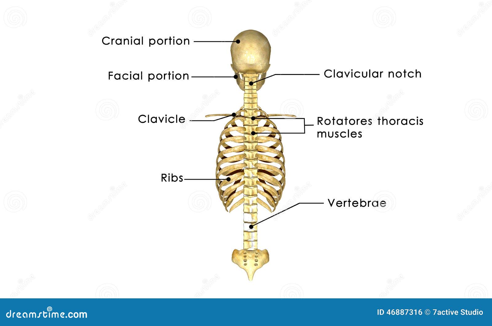 Skull with rib cage stock illustration. Illustration of muscular - 46887316