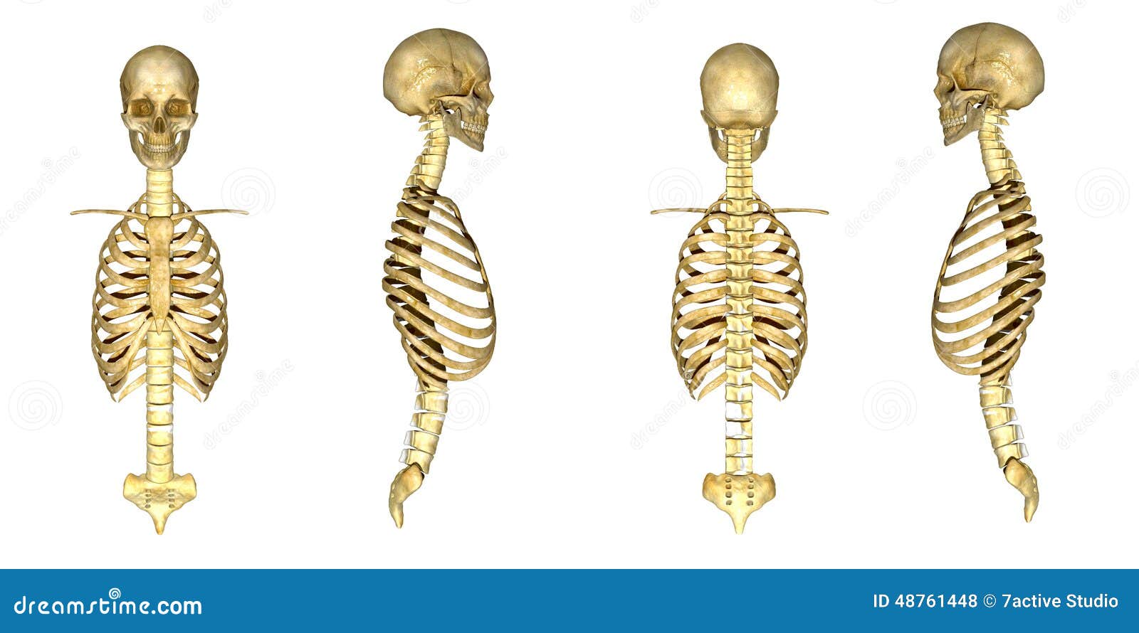 Skull With Vertebral Column Stock Photography | CartoonDealer.com #47649272