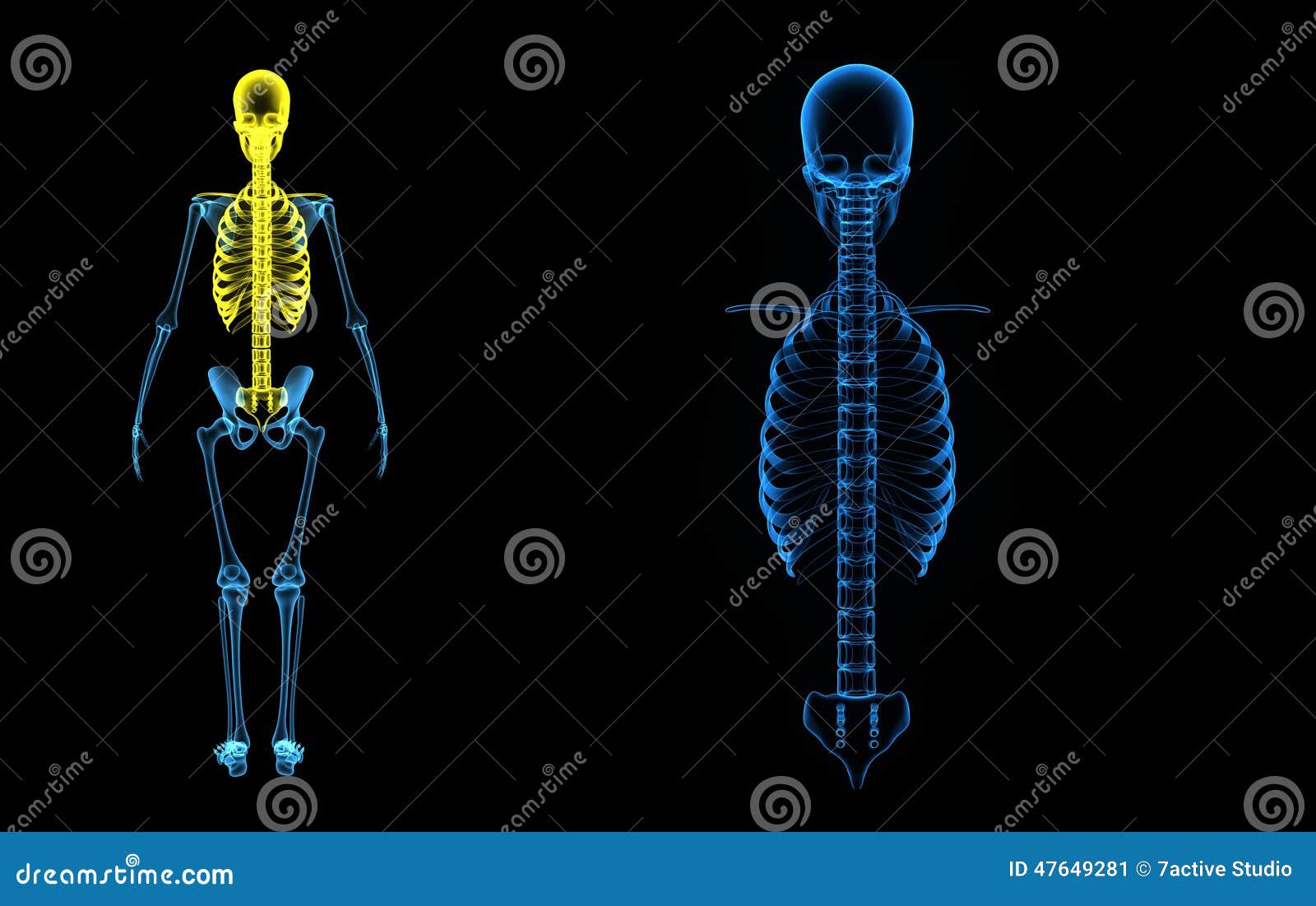 Skull, Ribs Cage with Vertebral Column Stock Illustration ...