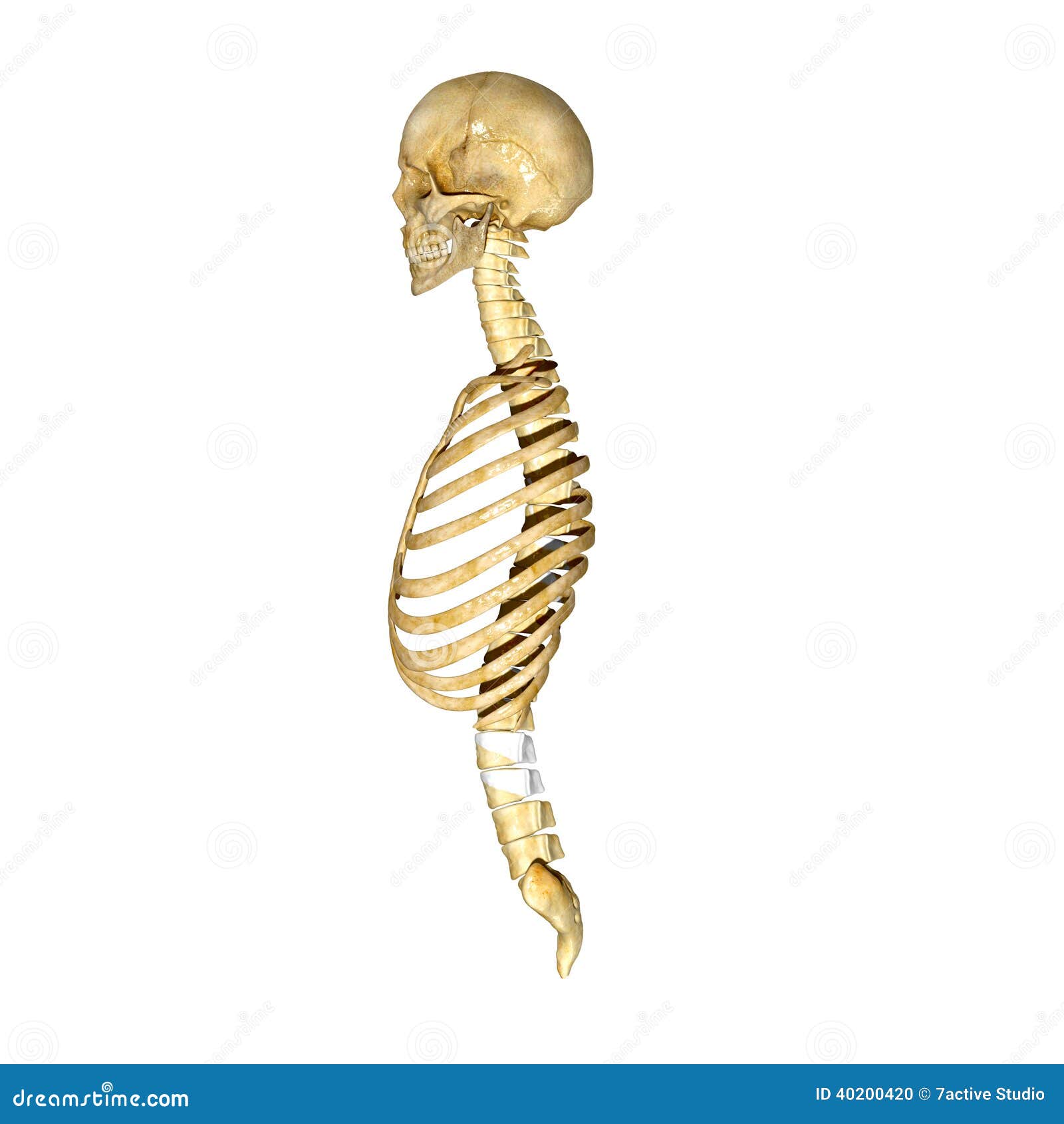 Skull with ribs stock illustration. Illustration of bones - 40200420