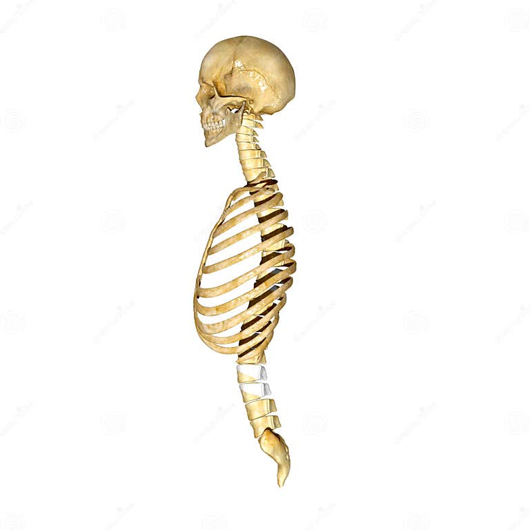 Skull with ribs stock illustration. Illustration of bones - 40200420