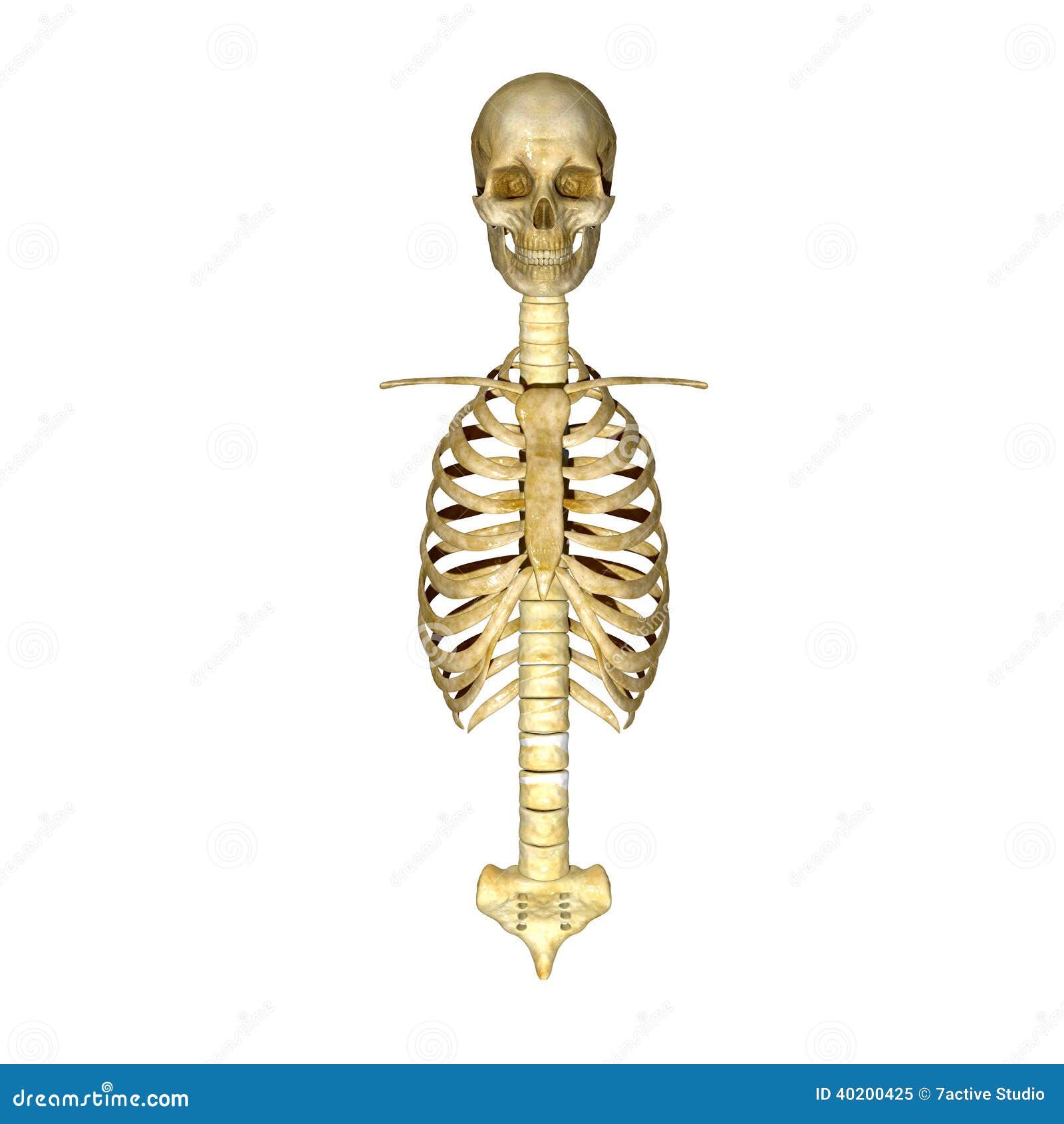 Skull with ribs stock illustration. Illustration of circulation - 40200425