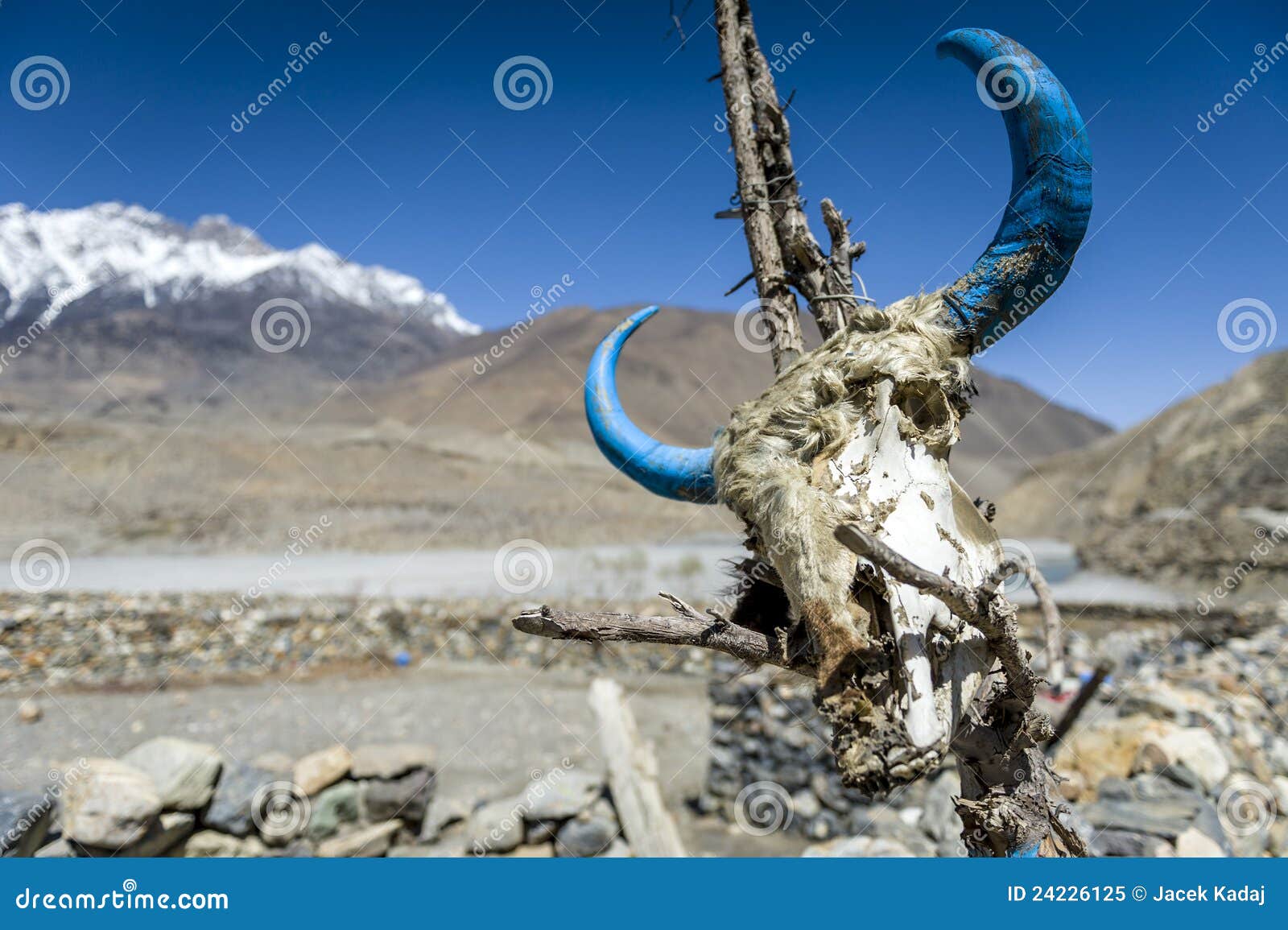 Skull on the road stock image. Image of himalayas, peak - 24226125