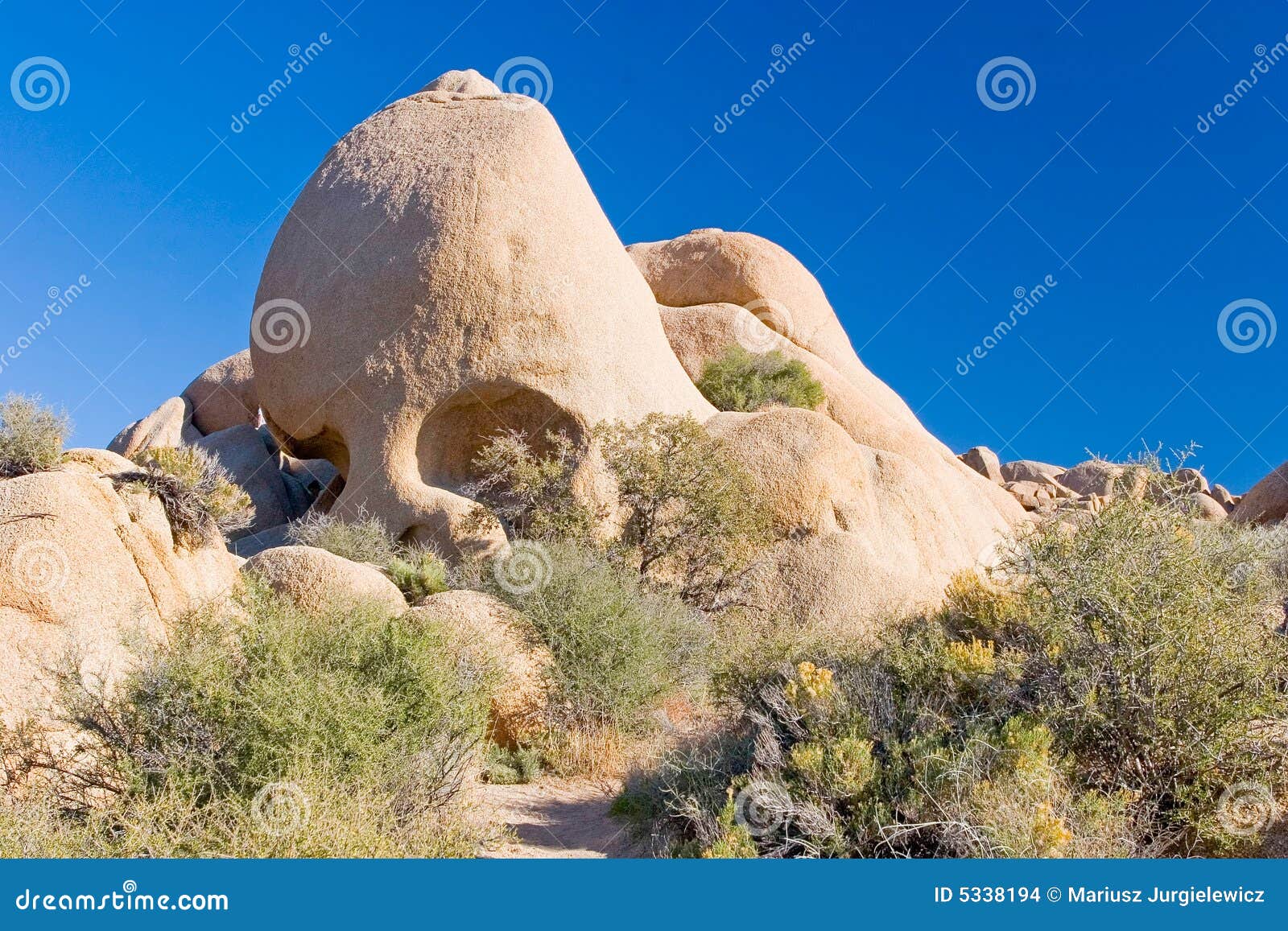 Skull Rock stock photo. Image of geologic, monocotyledon - 5338194