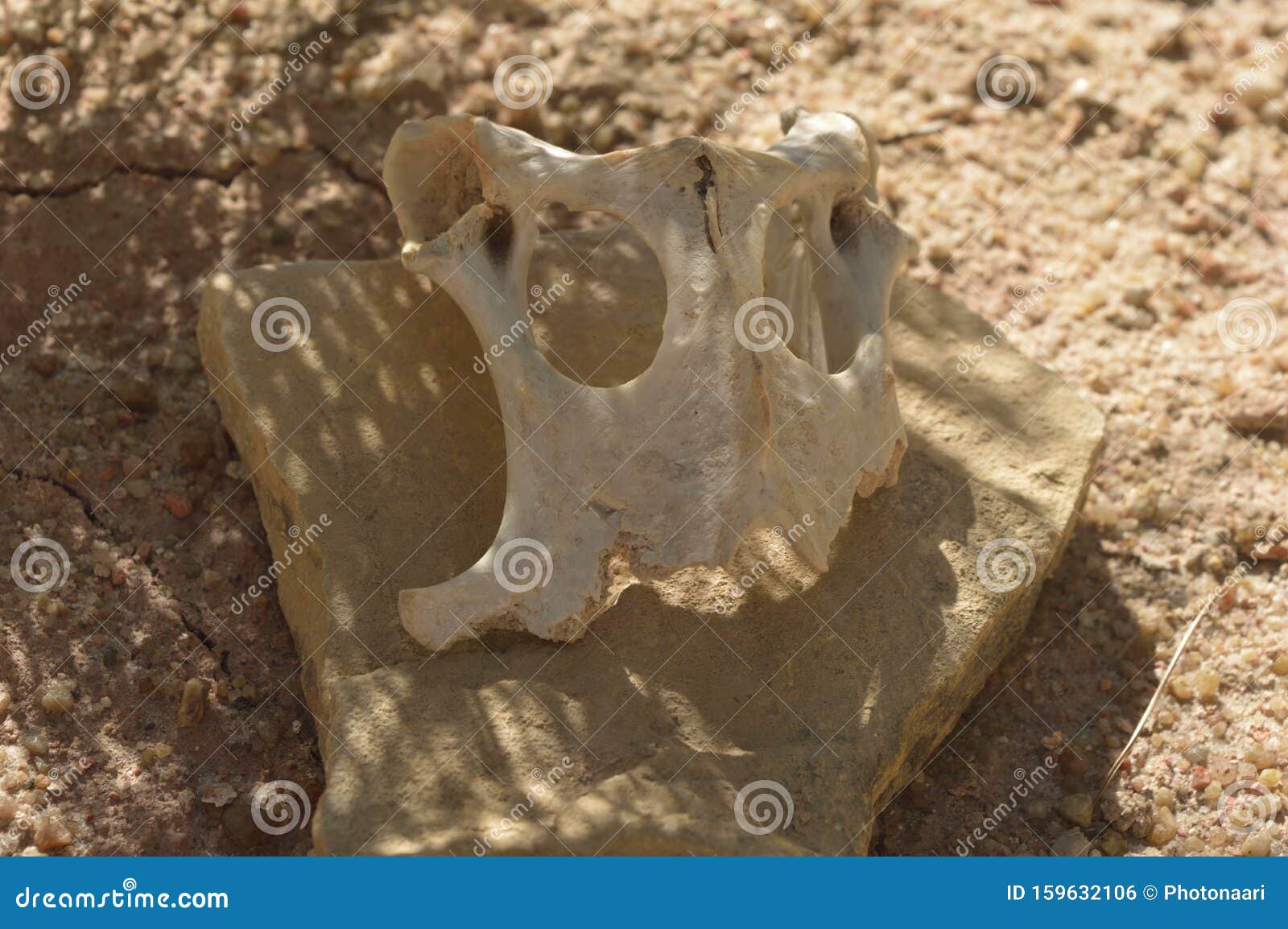 Skull on a rock stock photo. Image of rock, water, crystal - 159632106