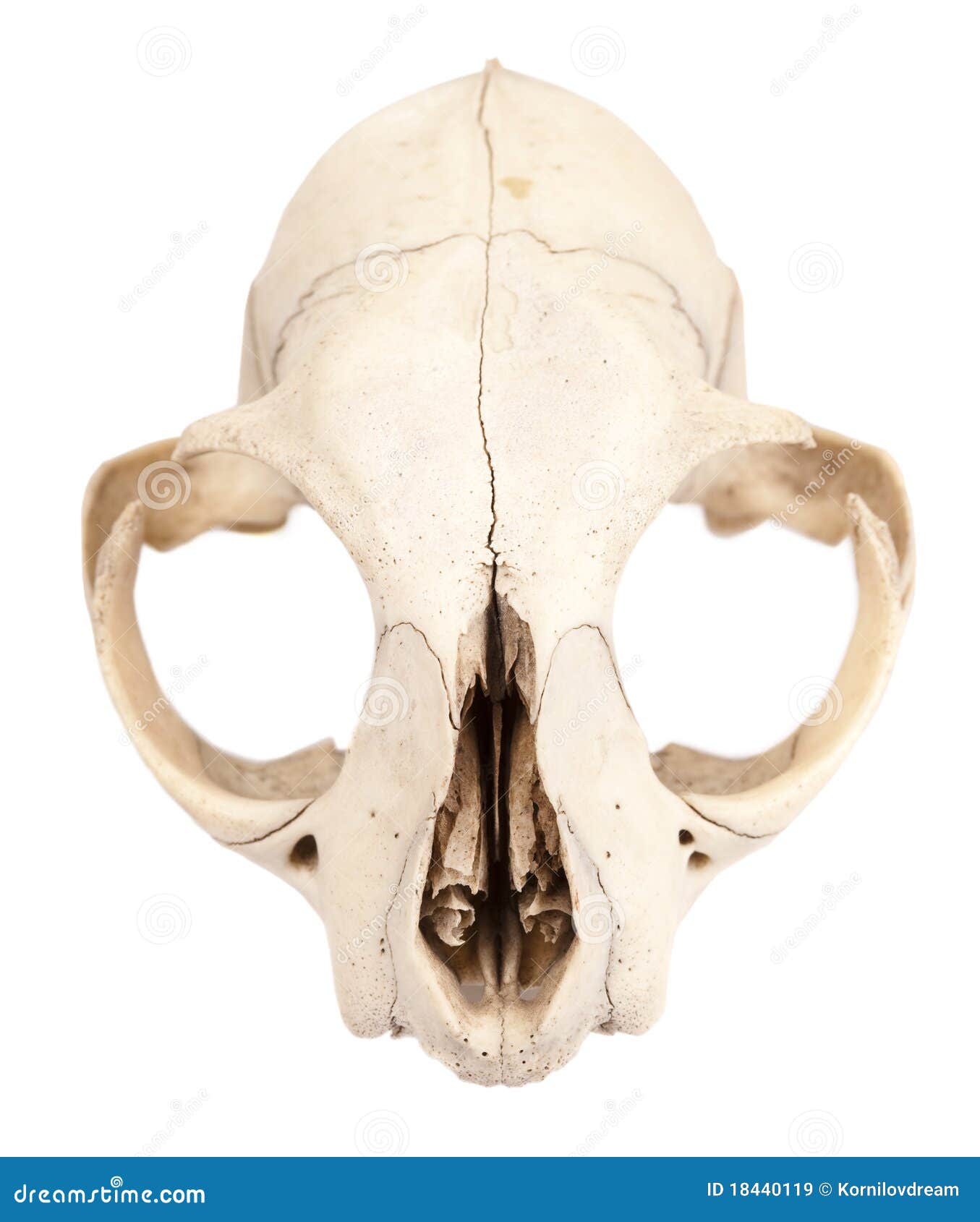 Skull of rodent animal stock image. Image of mice, creepy - 18440119