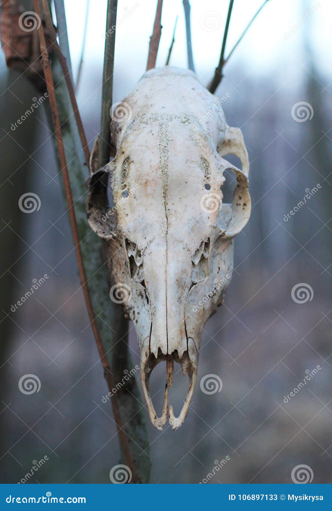 Roe deer skull stock image. Image of brain, herbivore - 106897133