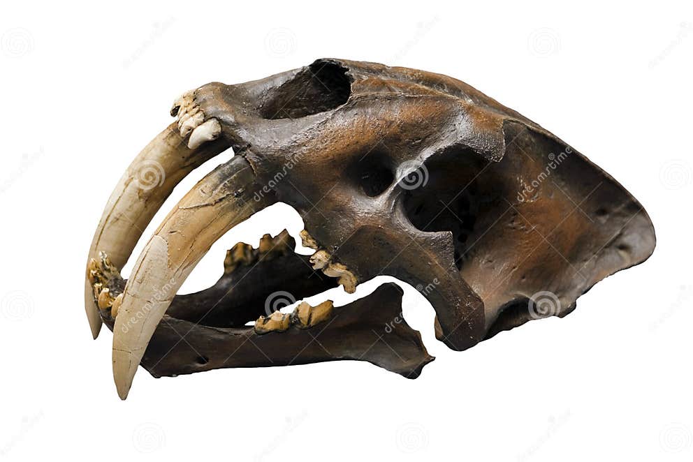 Skull of sabre-tooth cat stock image. Image of hunter - 10132487
