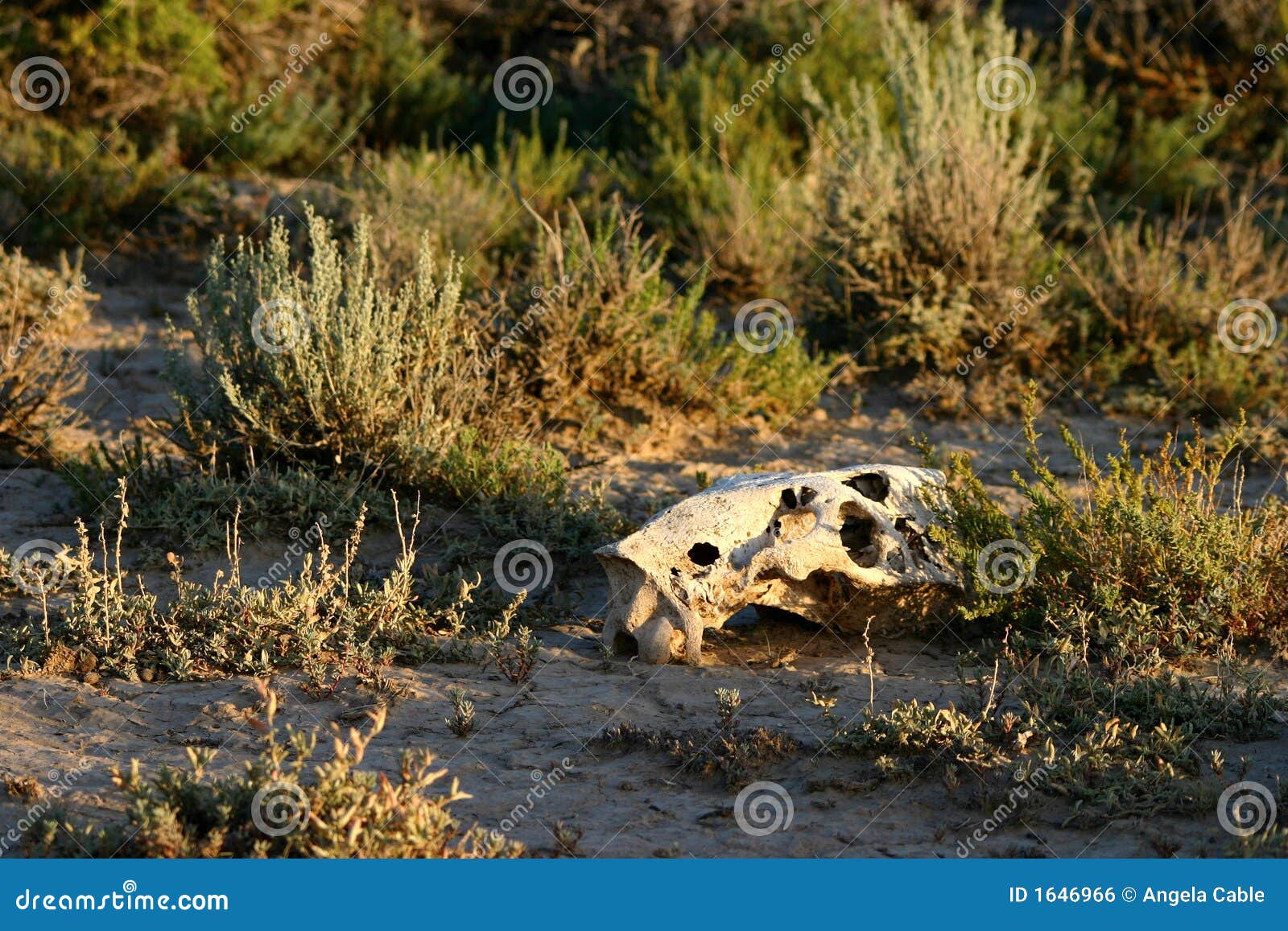 Skull in Sage Brush stock photo. Image of death, desert - 1646966