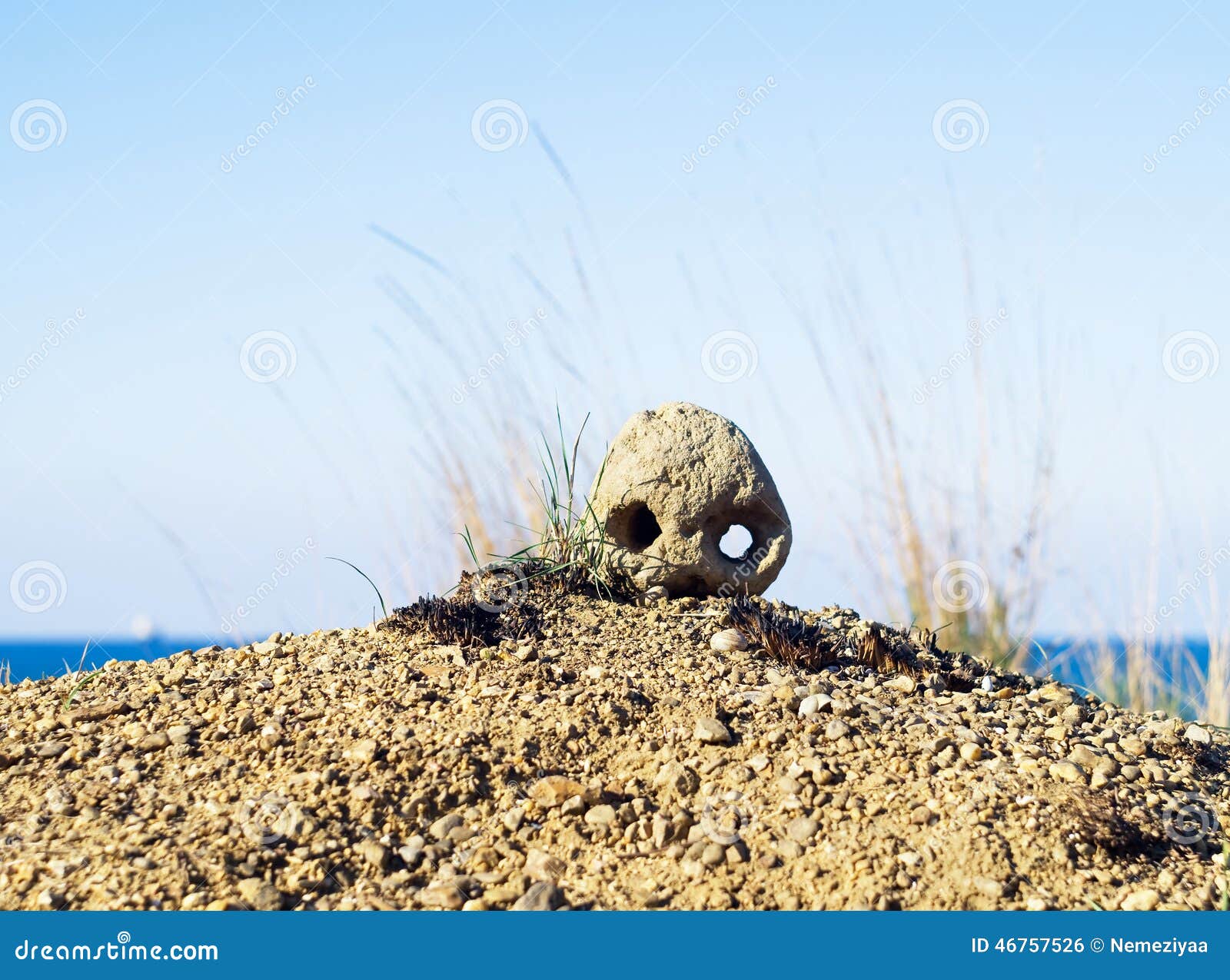 Skull on sand in desert stock photo. Image of anatomy - 46757526