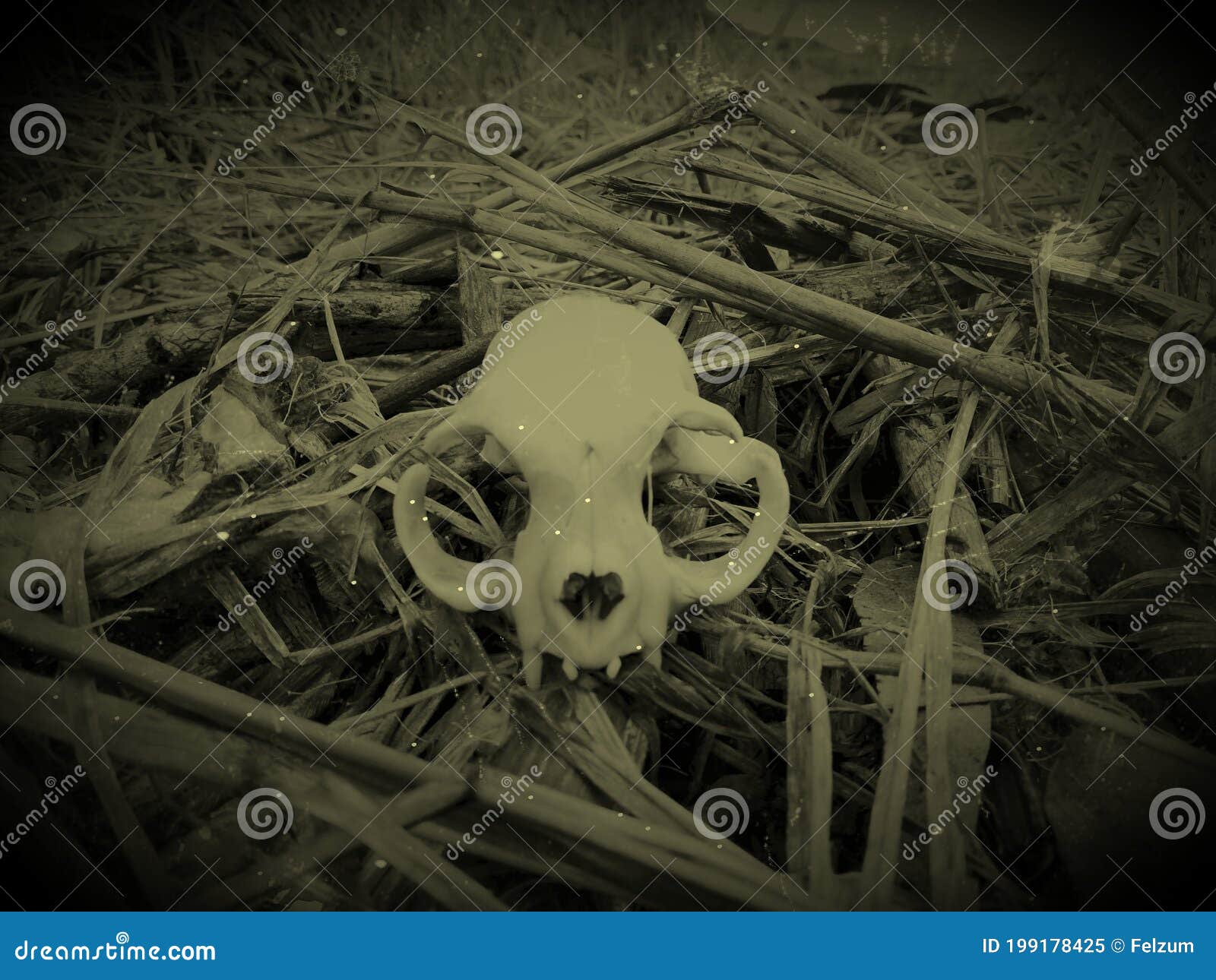Skull. Scary Wallpaper. Halloween . Freaky. Death Stock Image - Image ...