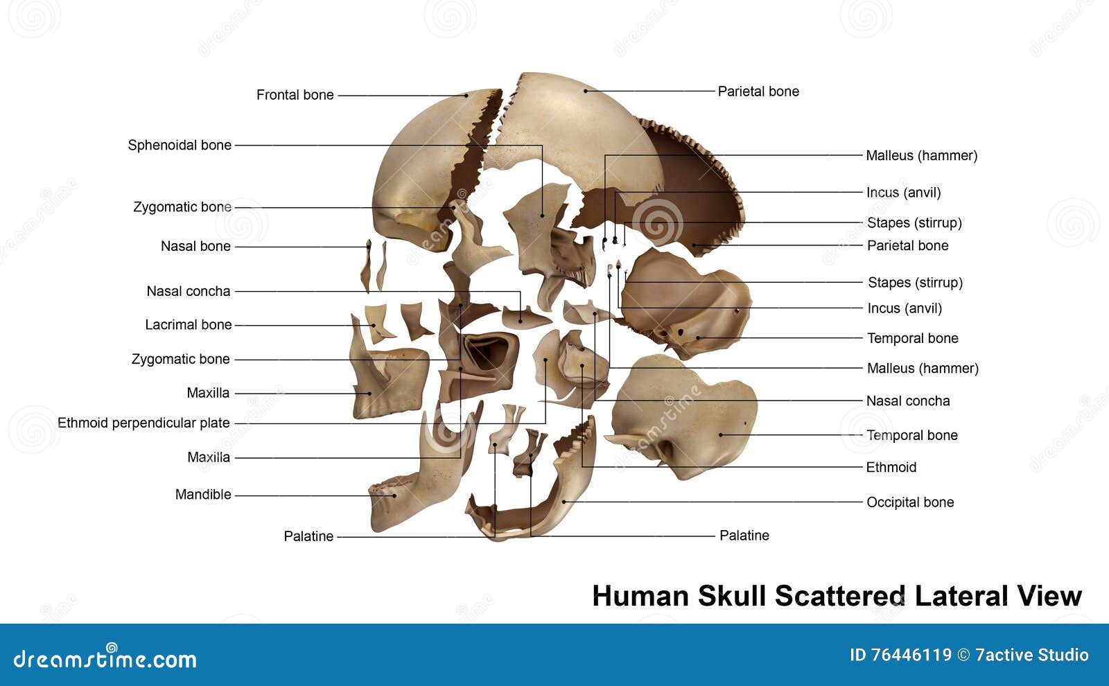 Fetal Skull Dimensions Superior View And Lateral View Of The Fetal Skull Showing The Sutures