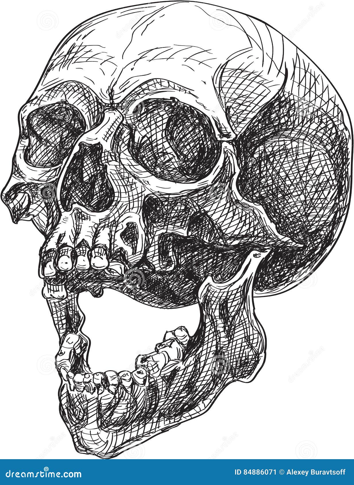Skull side view stock vector. Illustration of engrave - 84886071