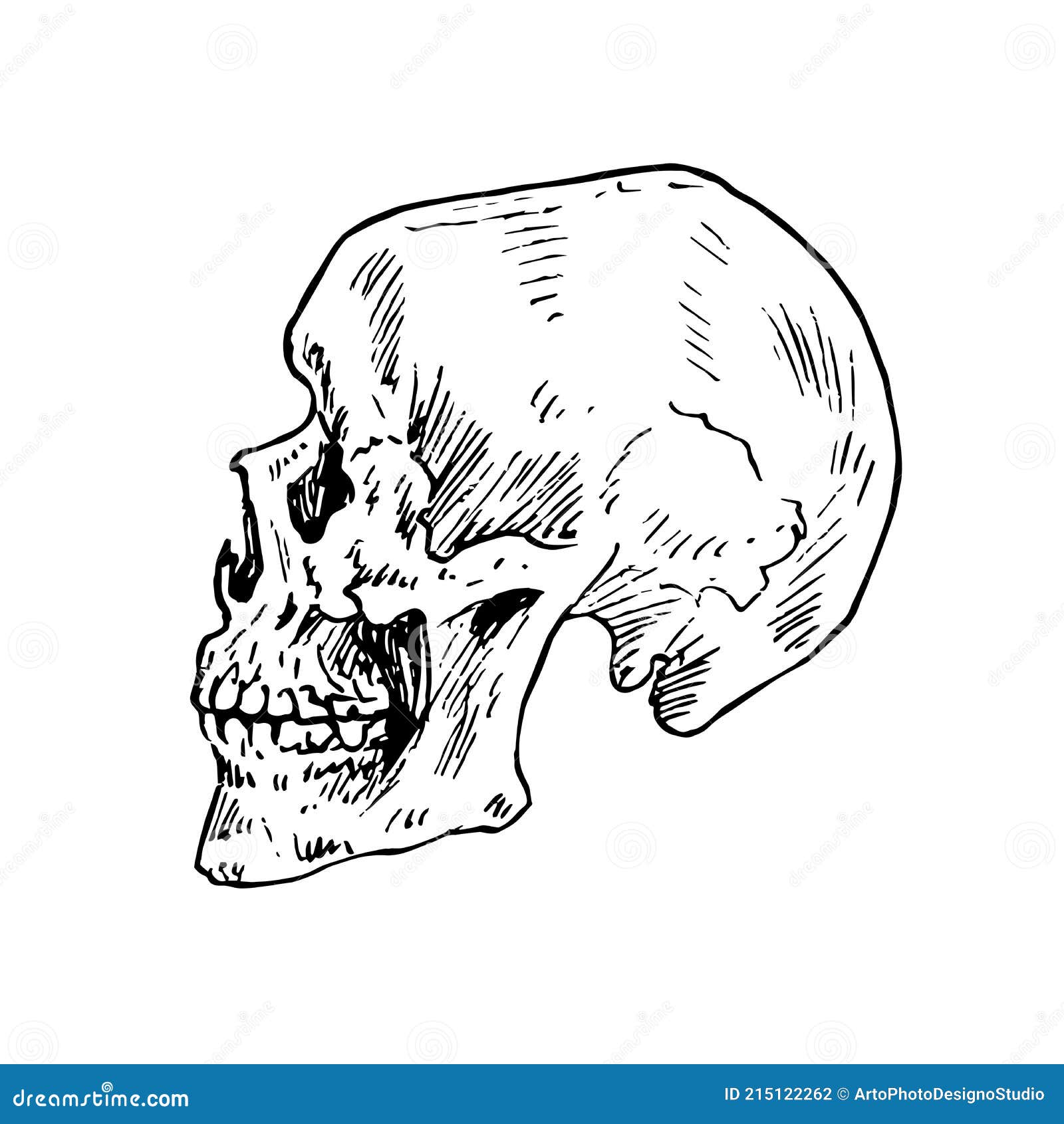Skull Side View, Gravure Style Hand Drawn Vector Ink Drawing Stock ...
