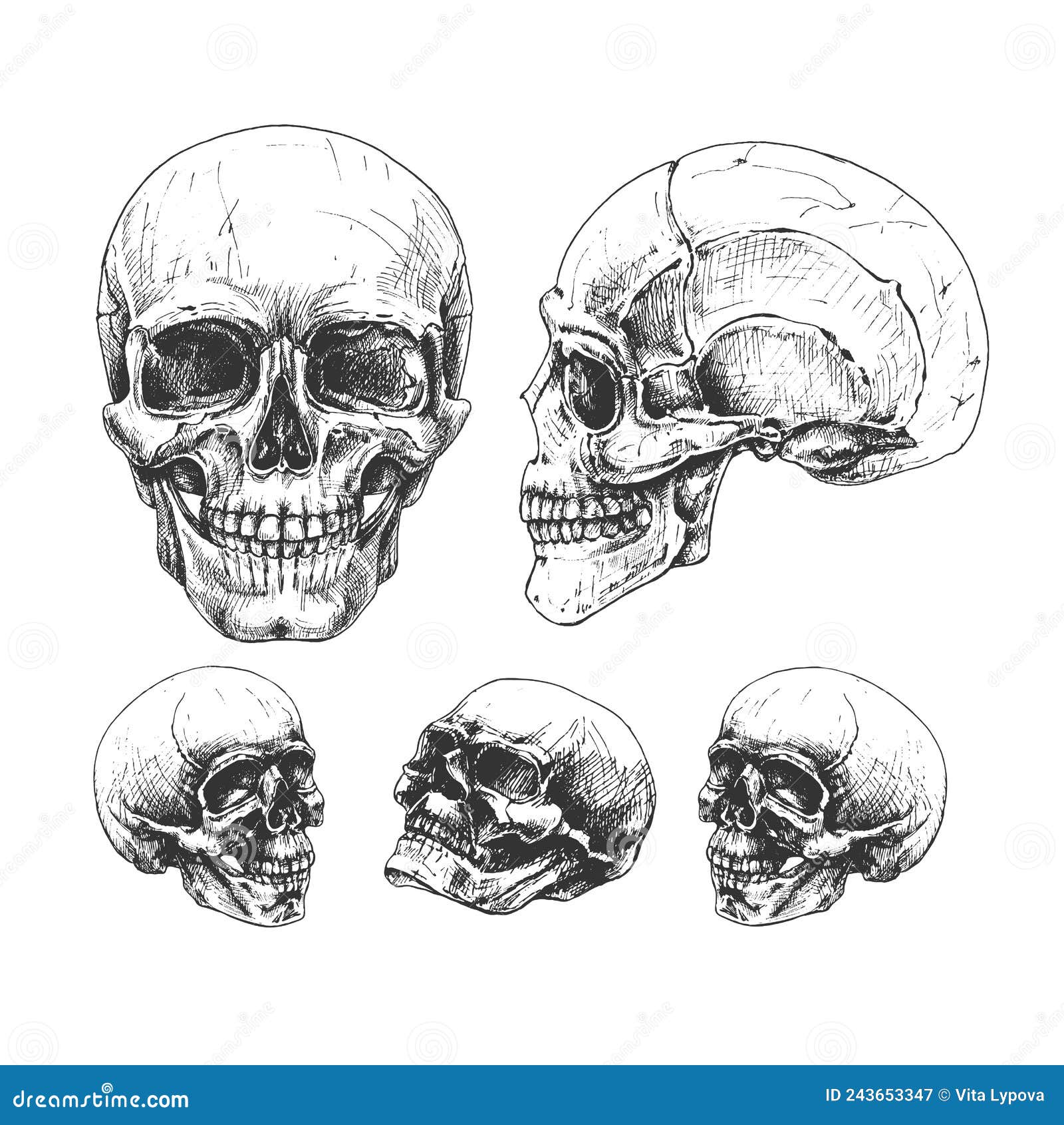 538_skull, Side View _human Skull Two Types_human Skull, Proportions ...