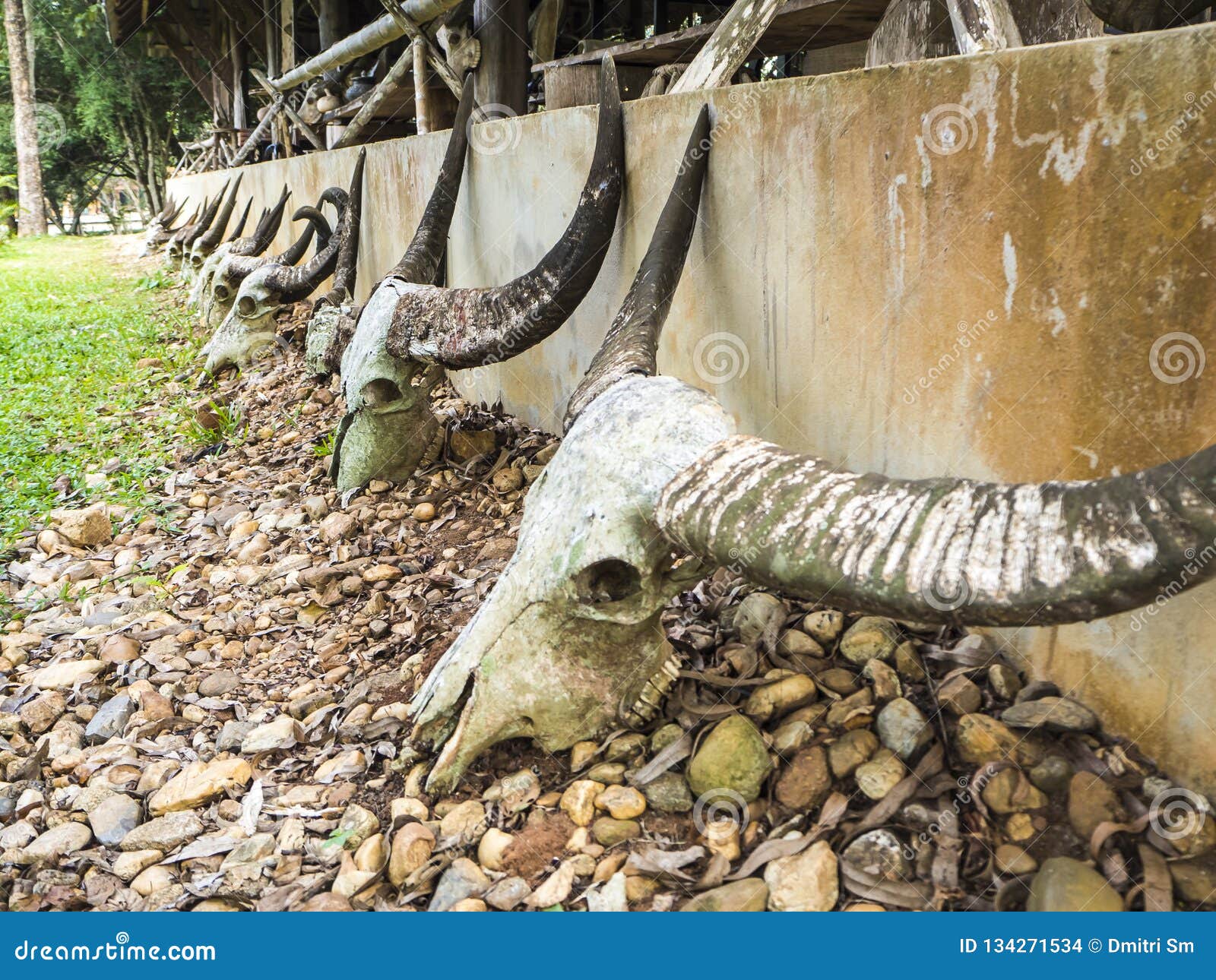 Cattle Skeleton Royalty-Free Stock Photography | CartoonDealer.com ...