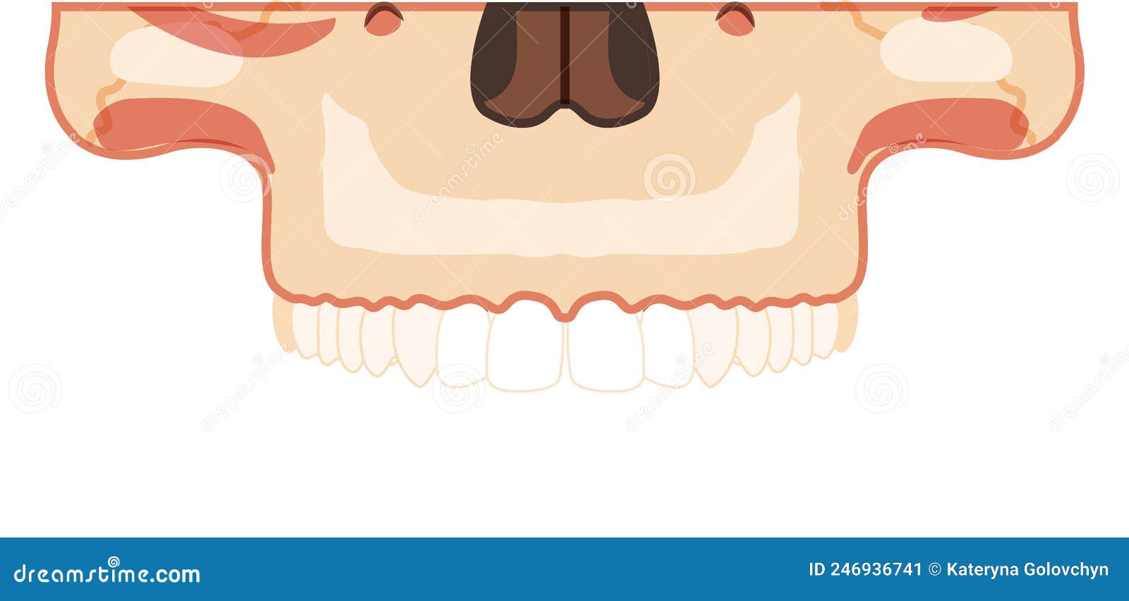 Skeleton And Teeth Anatomy. Medical Accurate 3D Illustration Stock ...