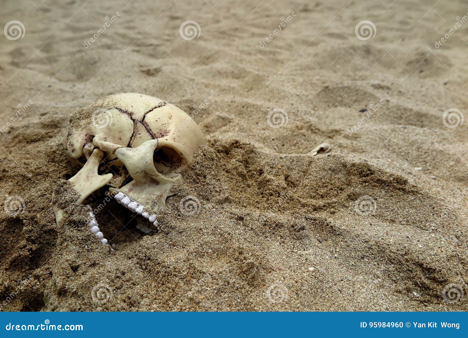 Skull stock photo. Image of archaeology, dead, scientist - 95984960