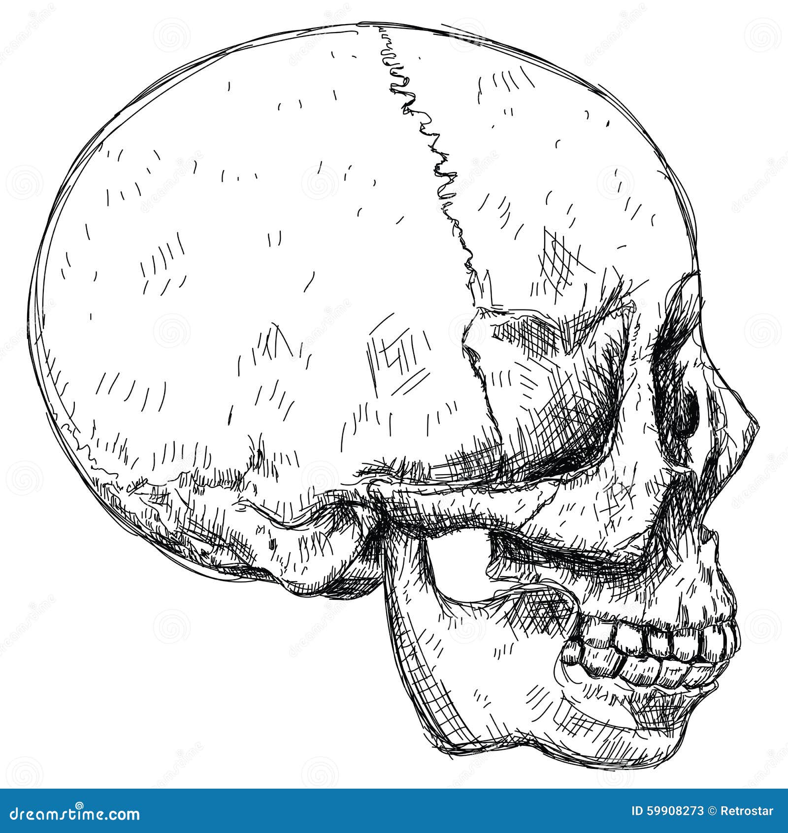 Skull sketch - side view stock vector. Illustration of vector - 59908273