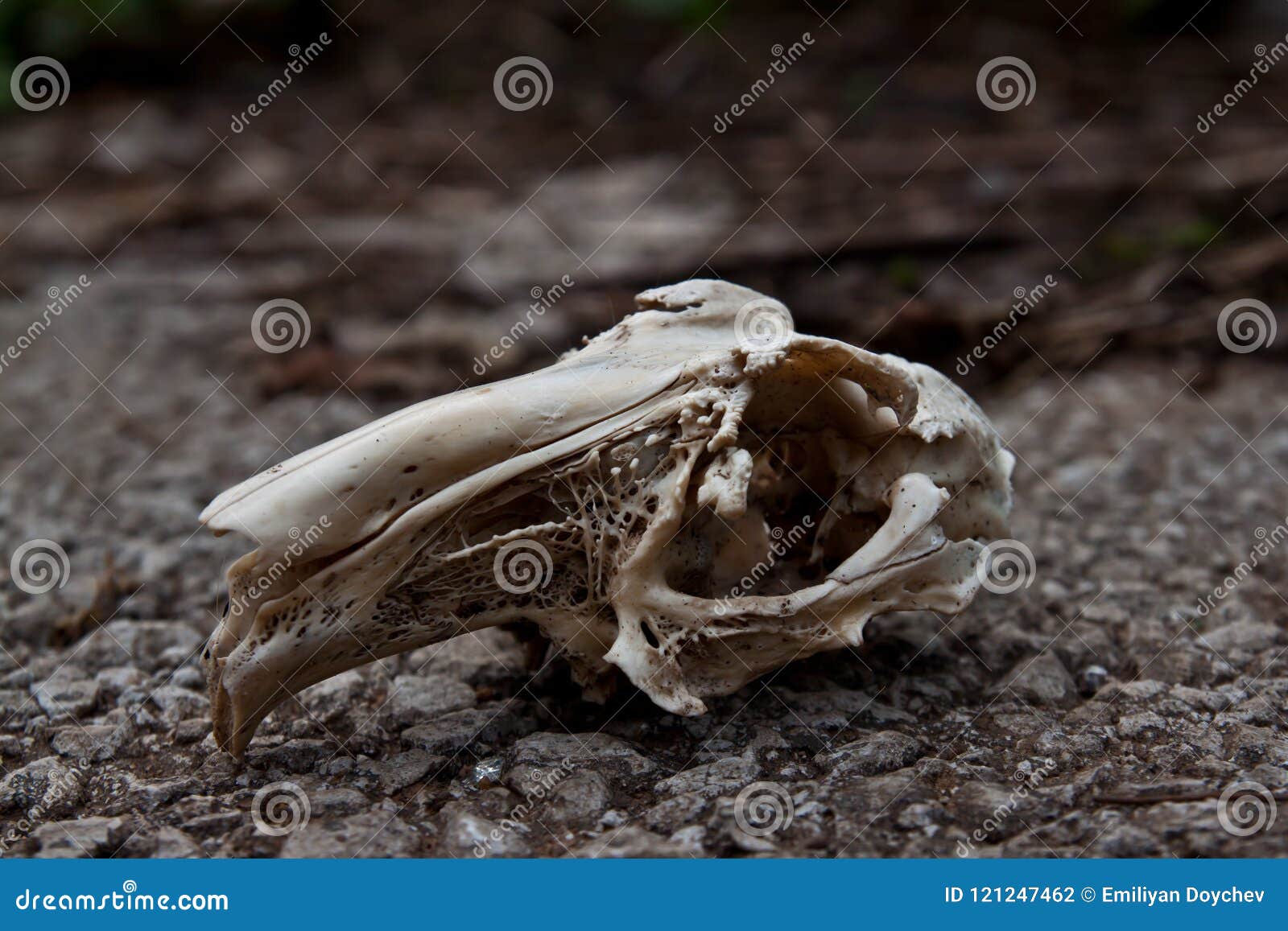 Skull stock photo. Image of science, little, animal - 121247462