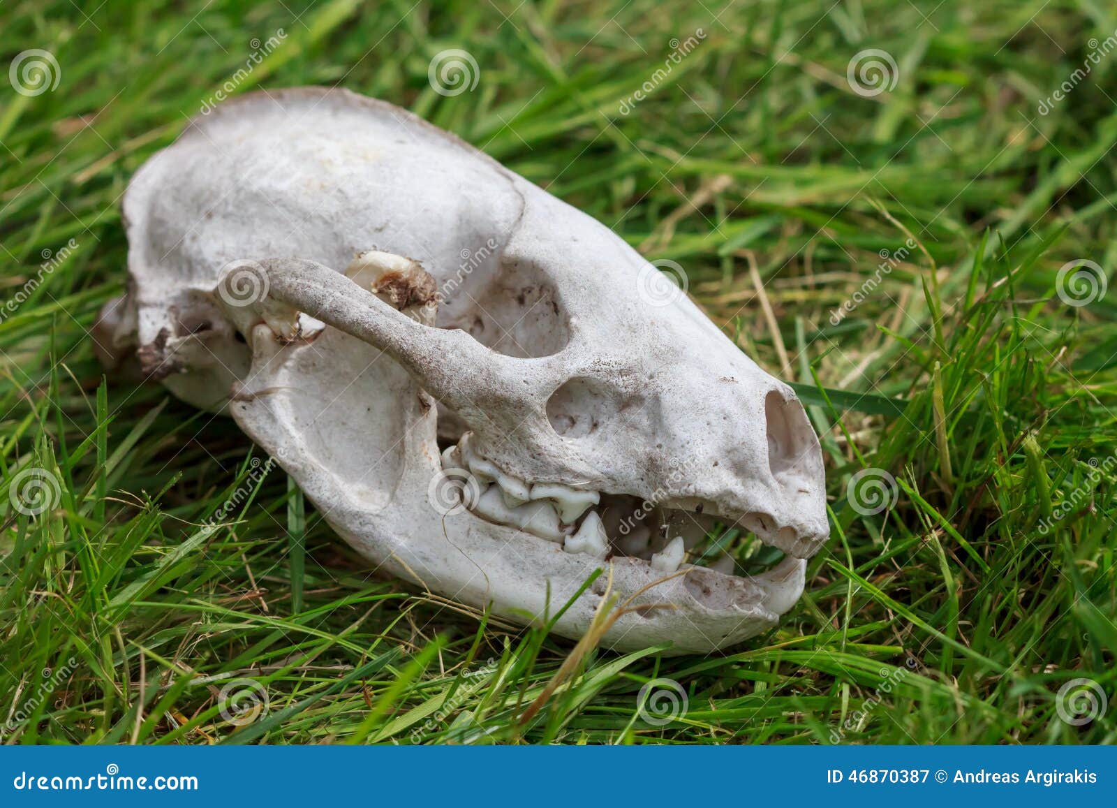 Skull from a Small Dead Animal Stock Image - Image of hunt, head: 46870387