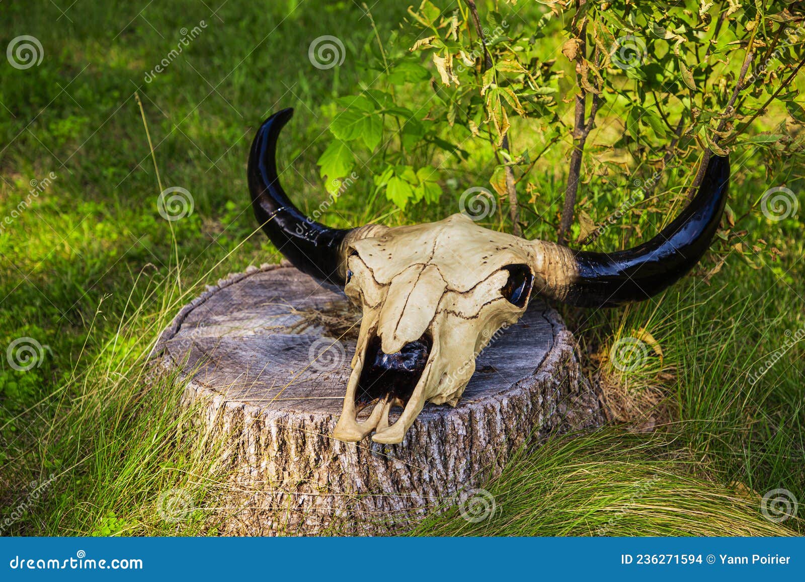 Skull on stump stock photo. Image of decay, death, disease - 236271594