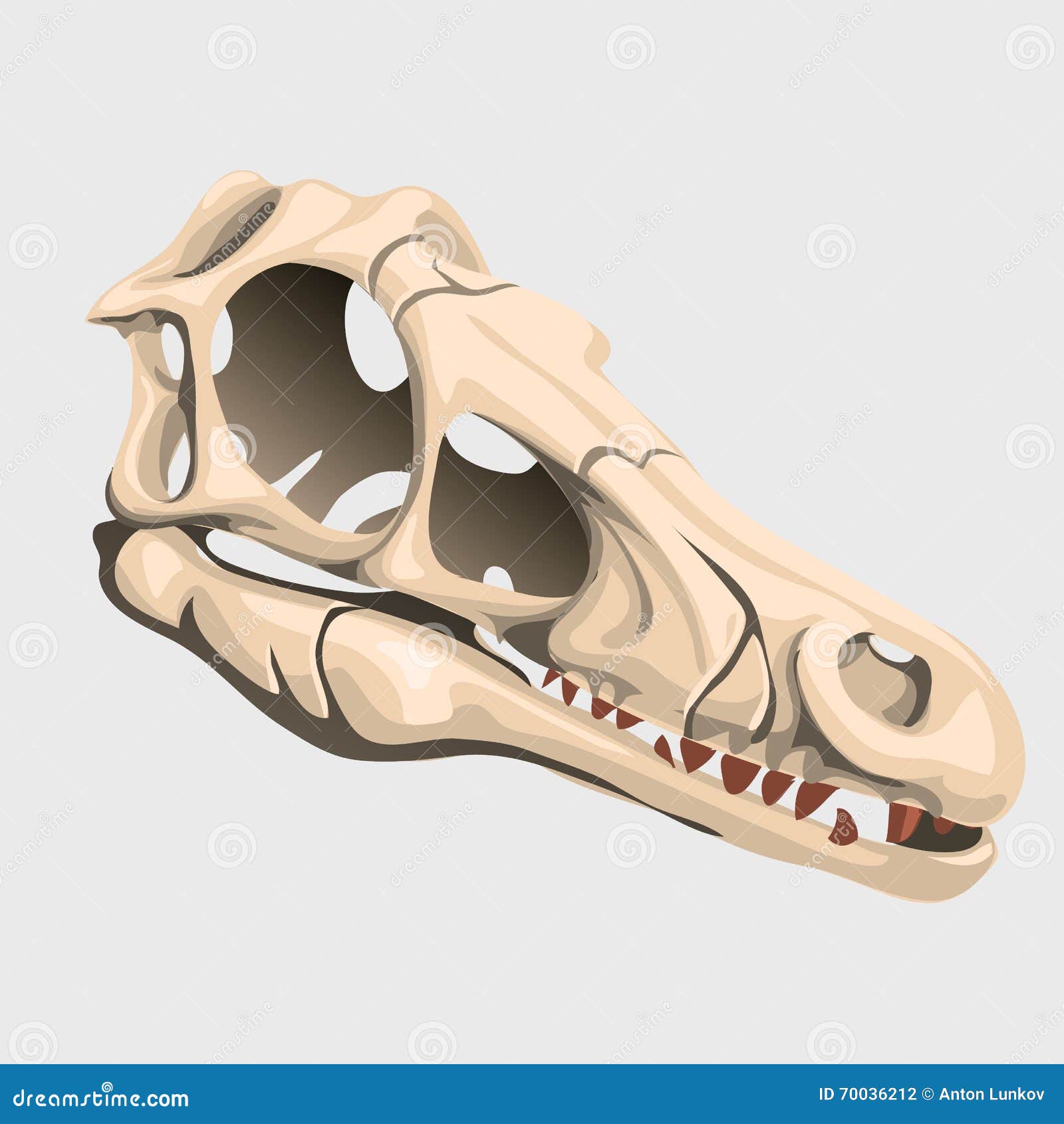 Skull of an Unknown Animal, Ancient Fossil Stock Vector - Illustration ...