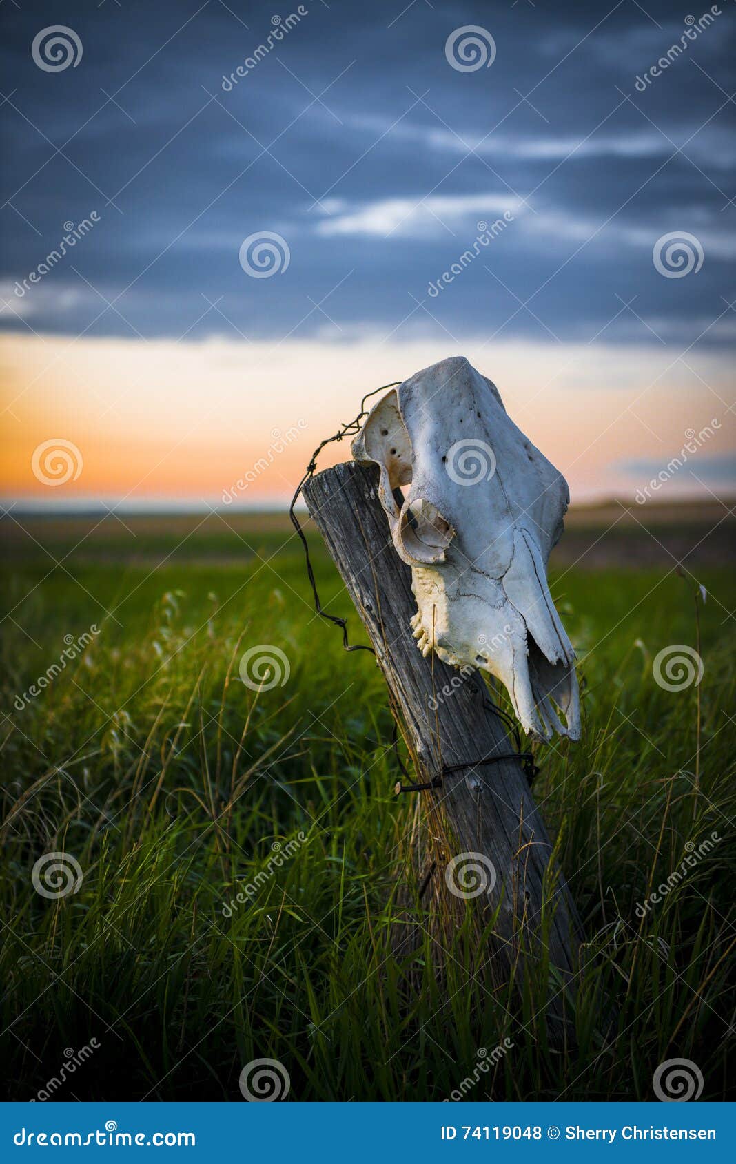 Skull stock photo. Image of death, honest, farm, beef - 74119048