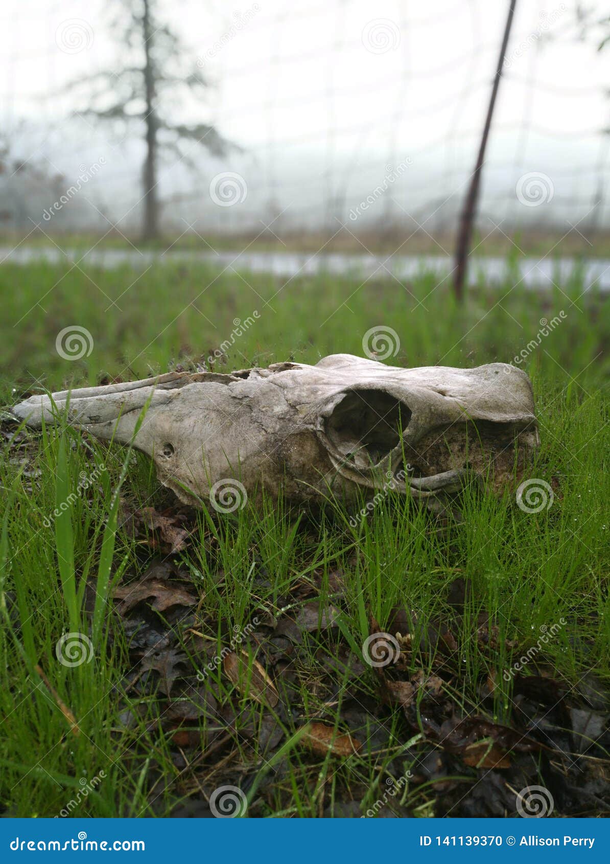 Skull in wet grass stock photo. Image of skull, rainyday - 141139370