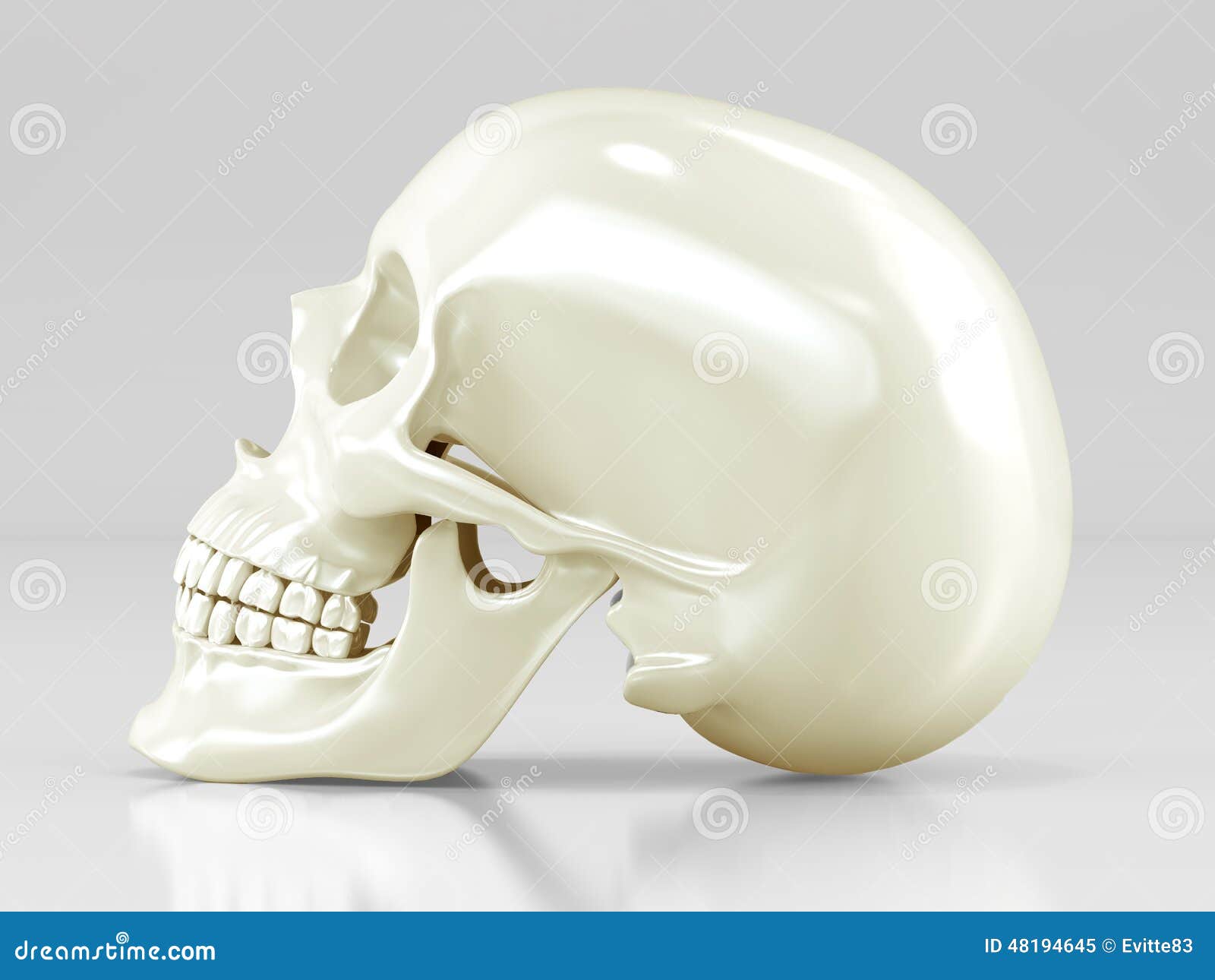 Skull on white background. stock image. Image of hell - 48194645