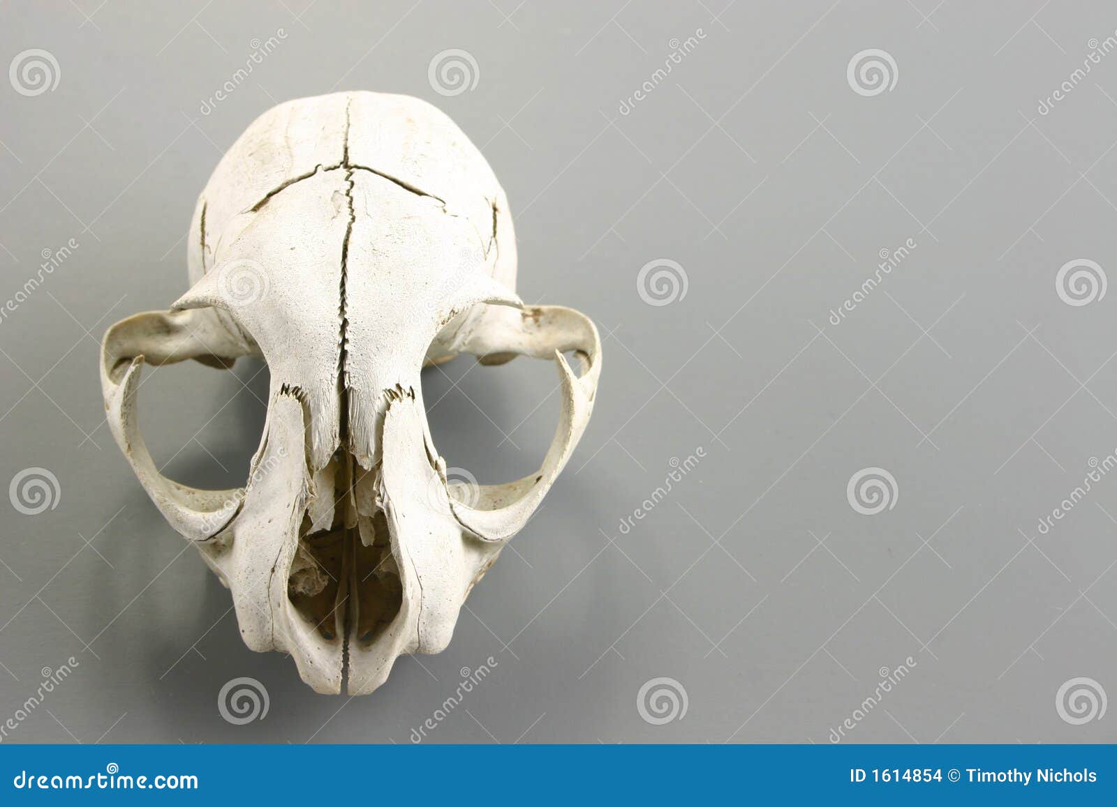 Skull of a wild animal stock photo. Image of animal, wildlife - 1614854