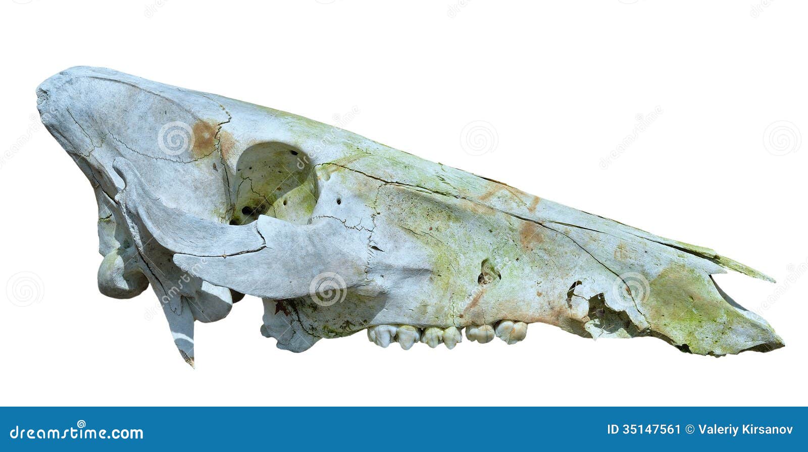 Skull of wild boar 7 stock image. Image of outdoors, mammal - 35147561