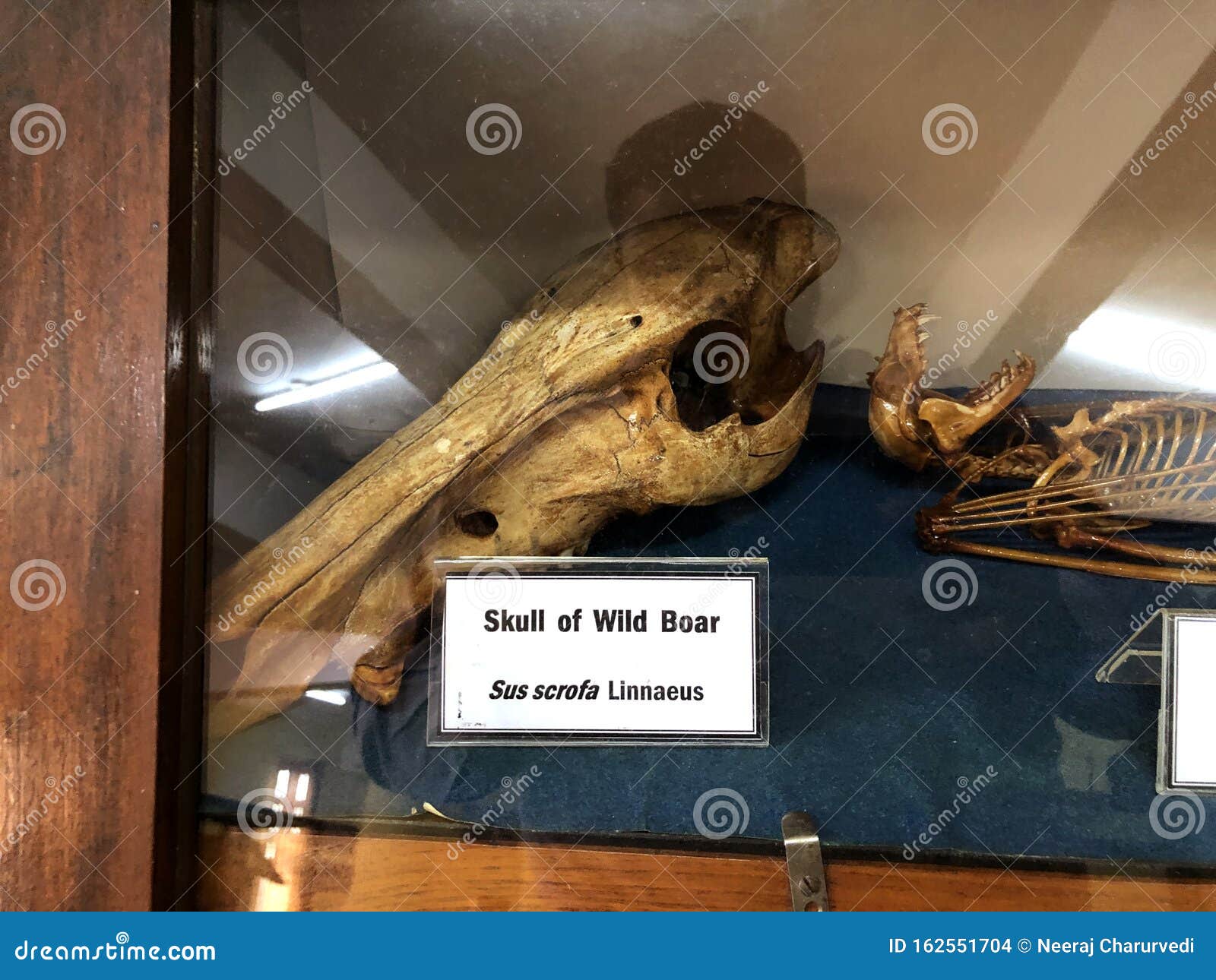 Skull of Wild Boar Kept into Showcase at Museum Editorial Stock Image ...