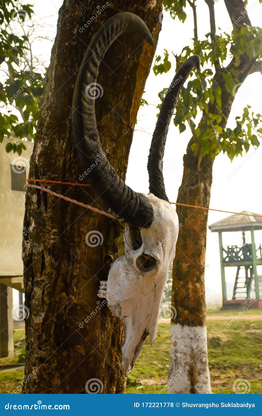 Skull of Wild Buffalo with Long Horns Hanging on Tree Side View. Stock ...