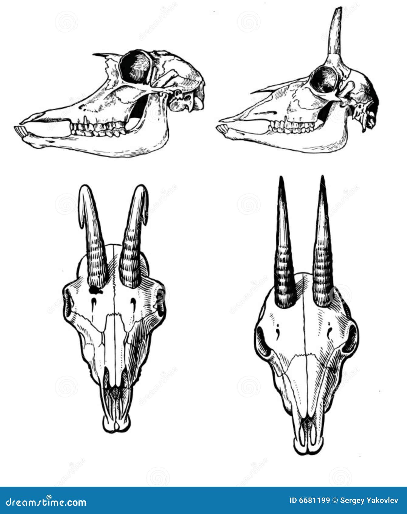 Skull Of The Wildlife Picture. Image: 6681199