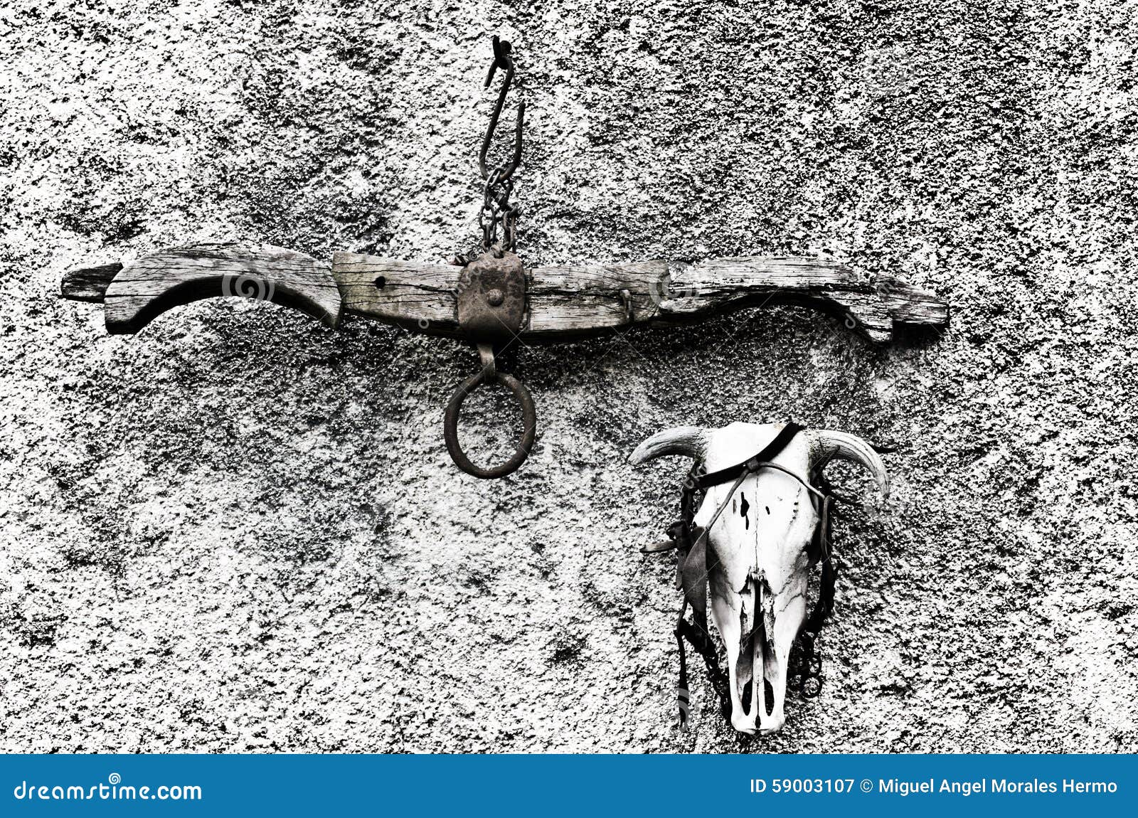 Skull stock image. Image of dead, cattle, vintage, livestock - 59003107