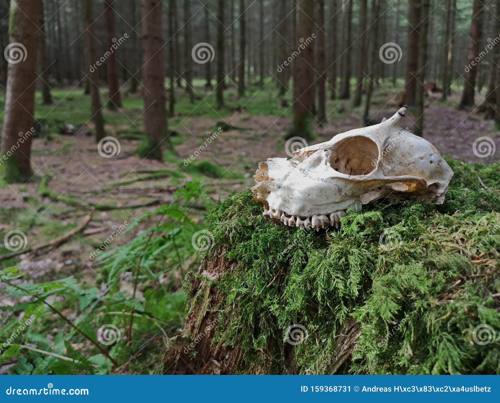 Skull Of A Young Roe Deer On Moss In The Forest With Trees On The ...