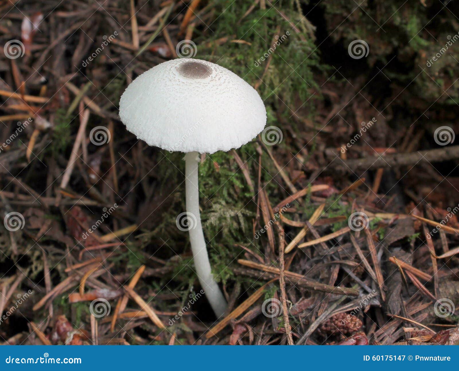 Skullcap Dapperling - Leucocoprinus Brebissonii Stock Image - Image of ...