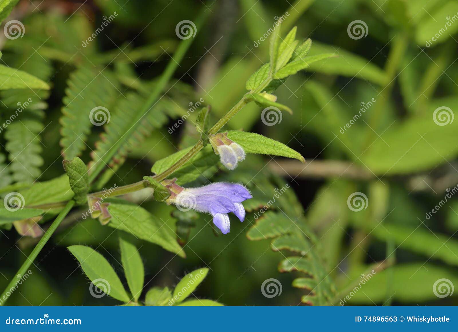Skullcap stock image. Image of lamiaceae, wildflower - 74896563