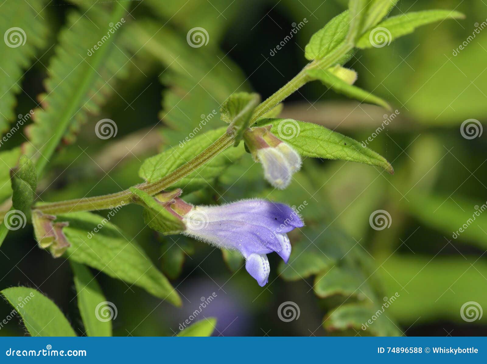 Skullcap stock photo. Image of wales, small, blue, summer - 74896588